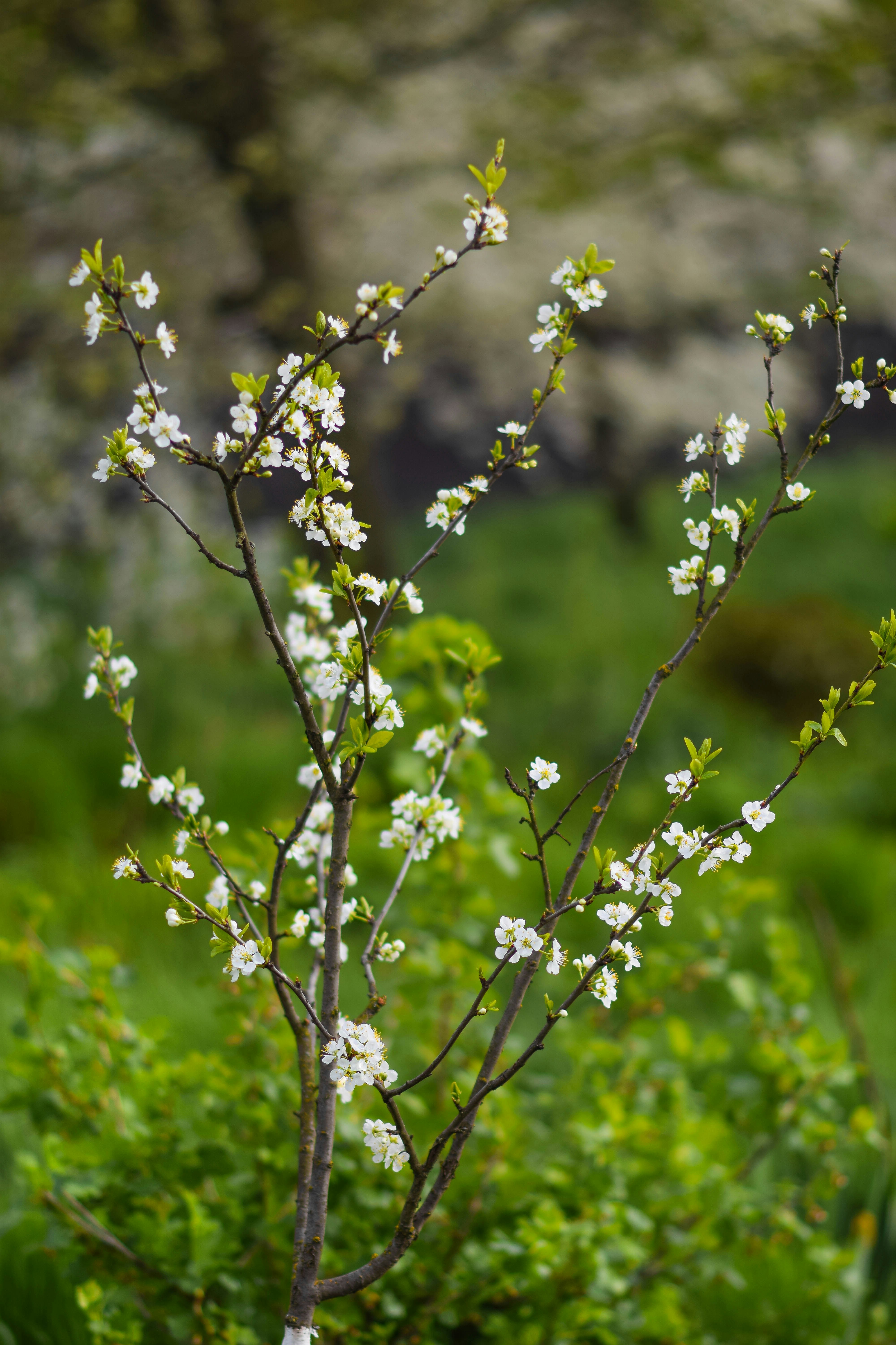 A tree with white flowers blooms in spring. photo – Free Flowers Image on Unsplash