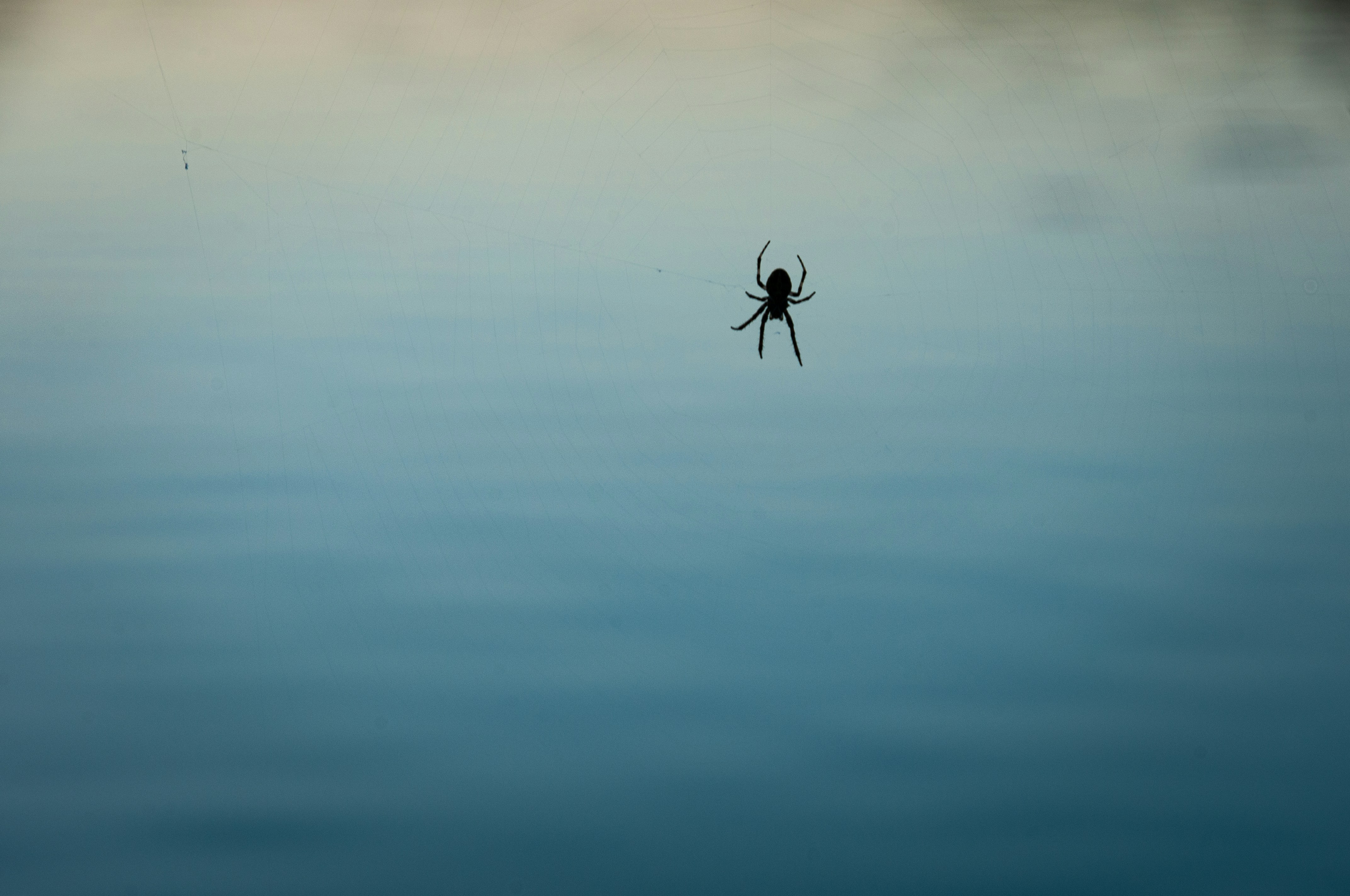 Azure Silence: A Spider Silhouette Hovering Above a Calm Pond