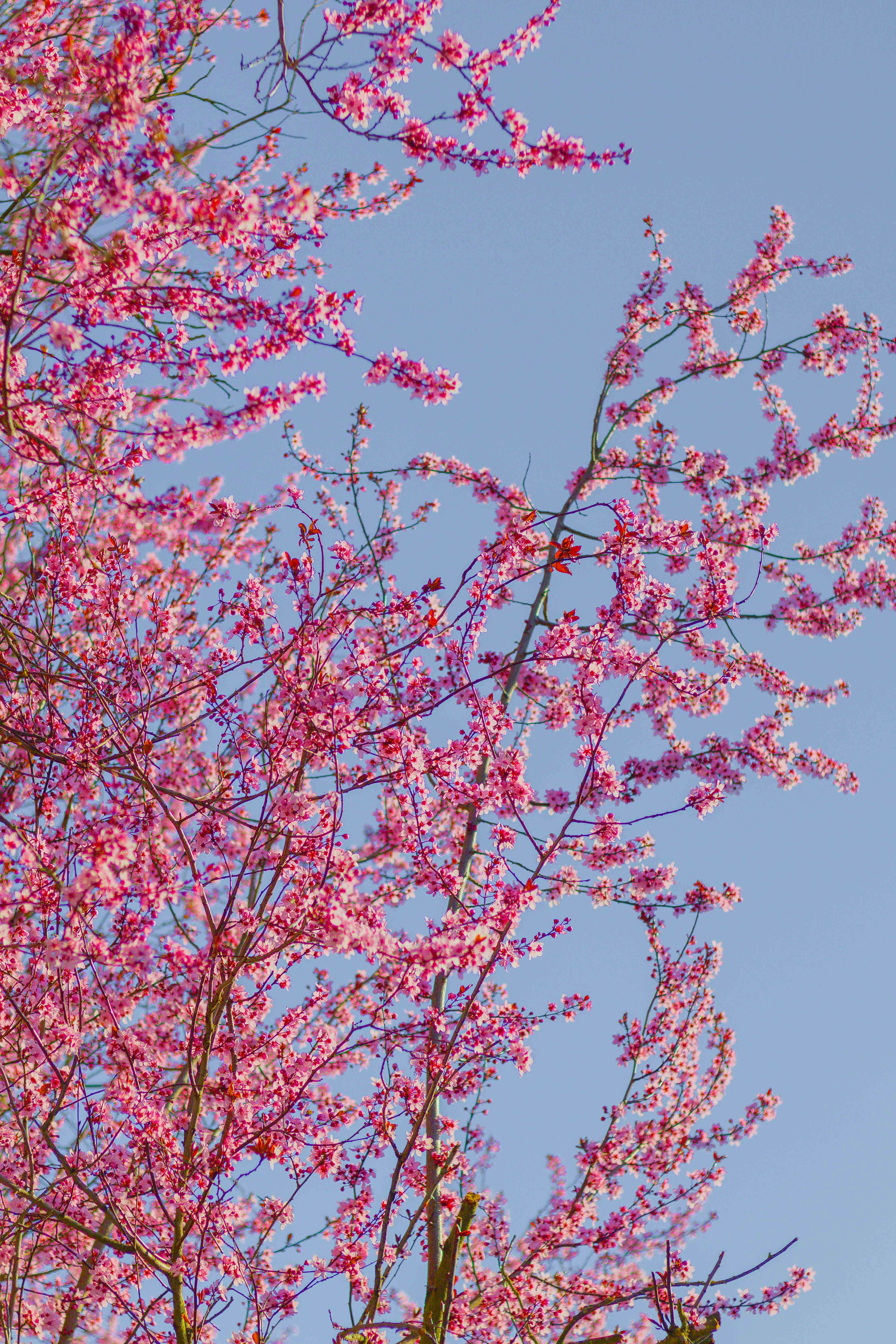 Foto Bunga merah muda mekar di langit biru jernih. – Gambar Wallpaper ...