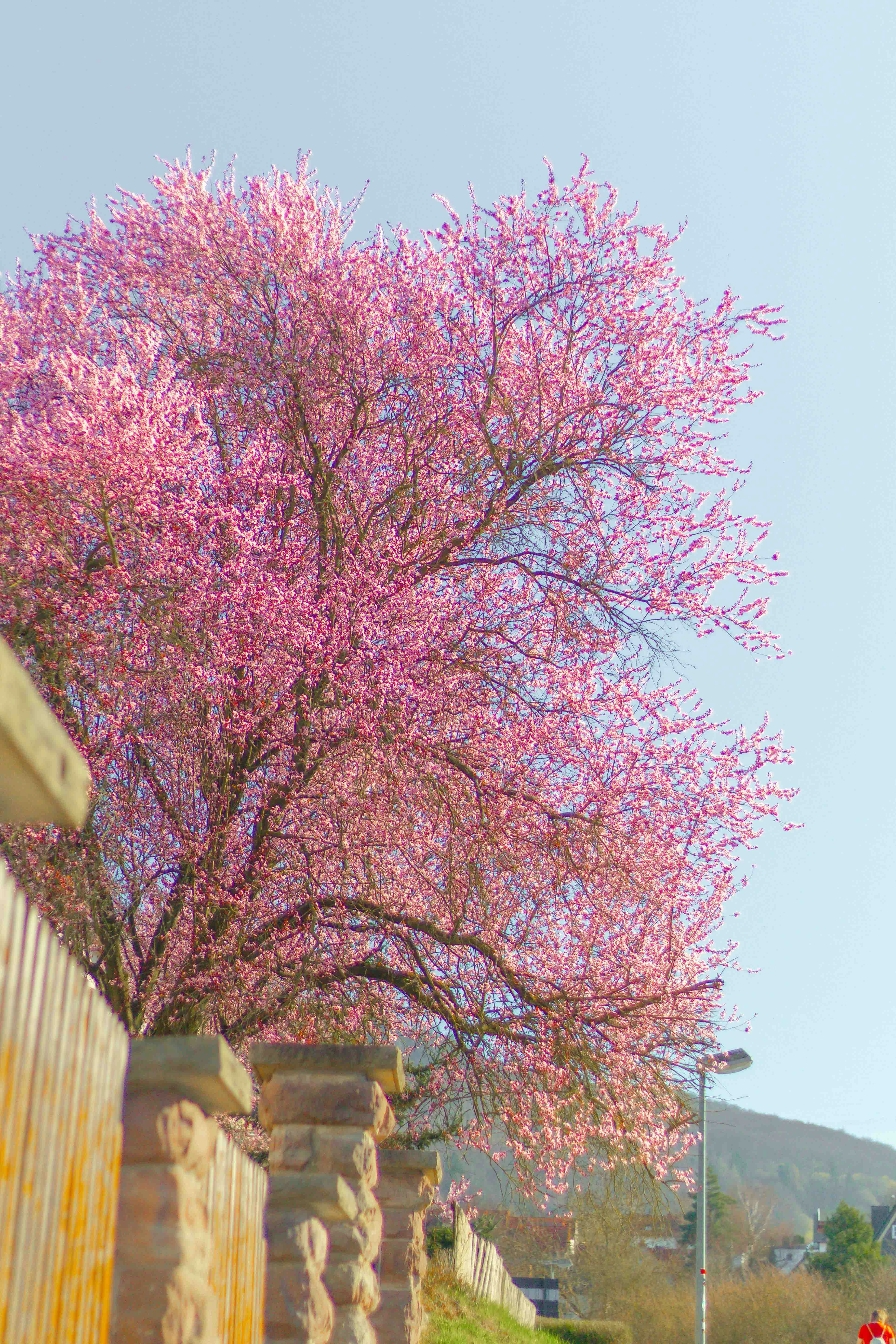 Petals Over the Lane: A Pink Blossom Tree Framing a Sunlit Country Street