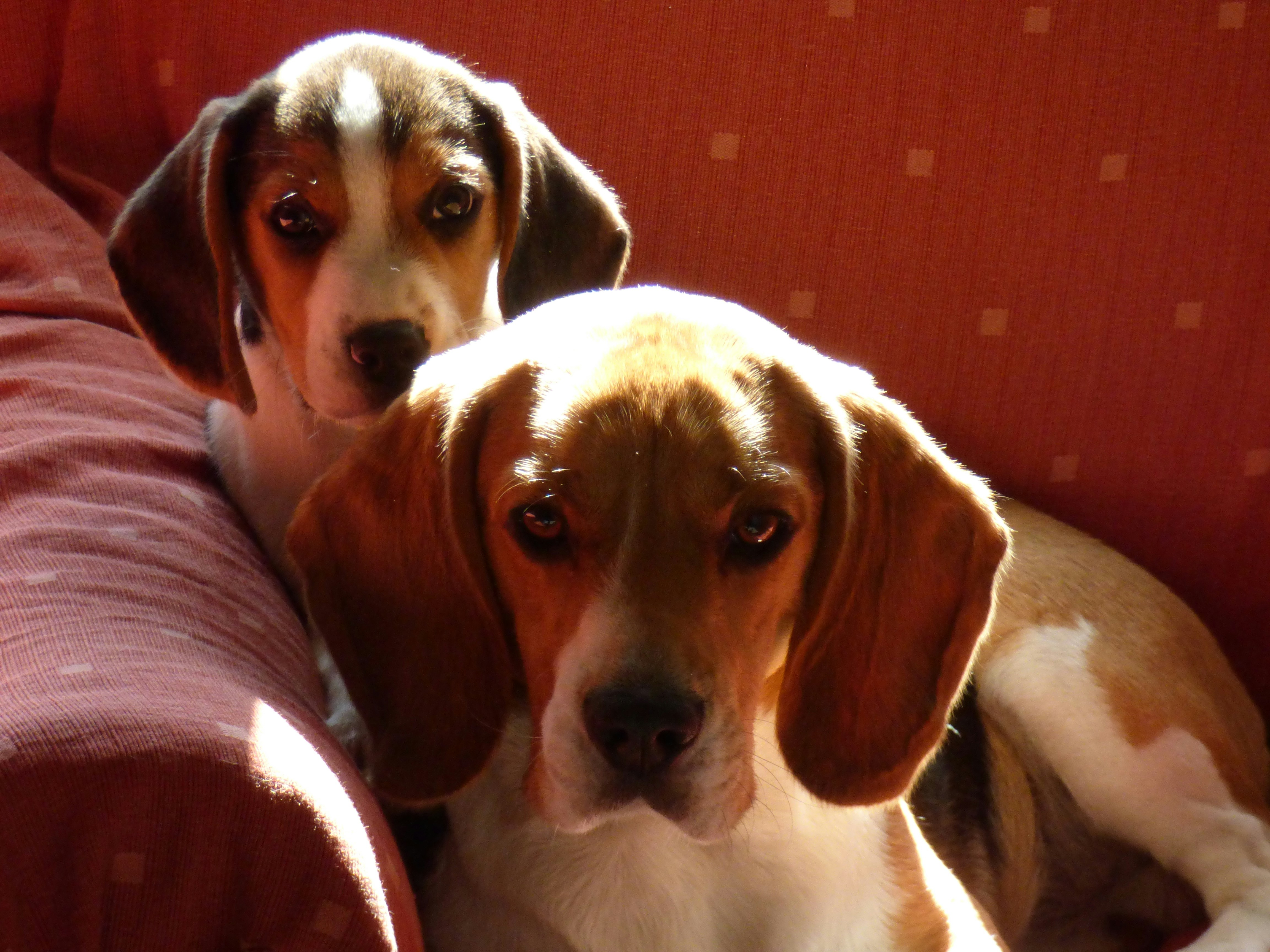Beagle father and son