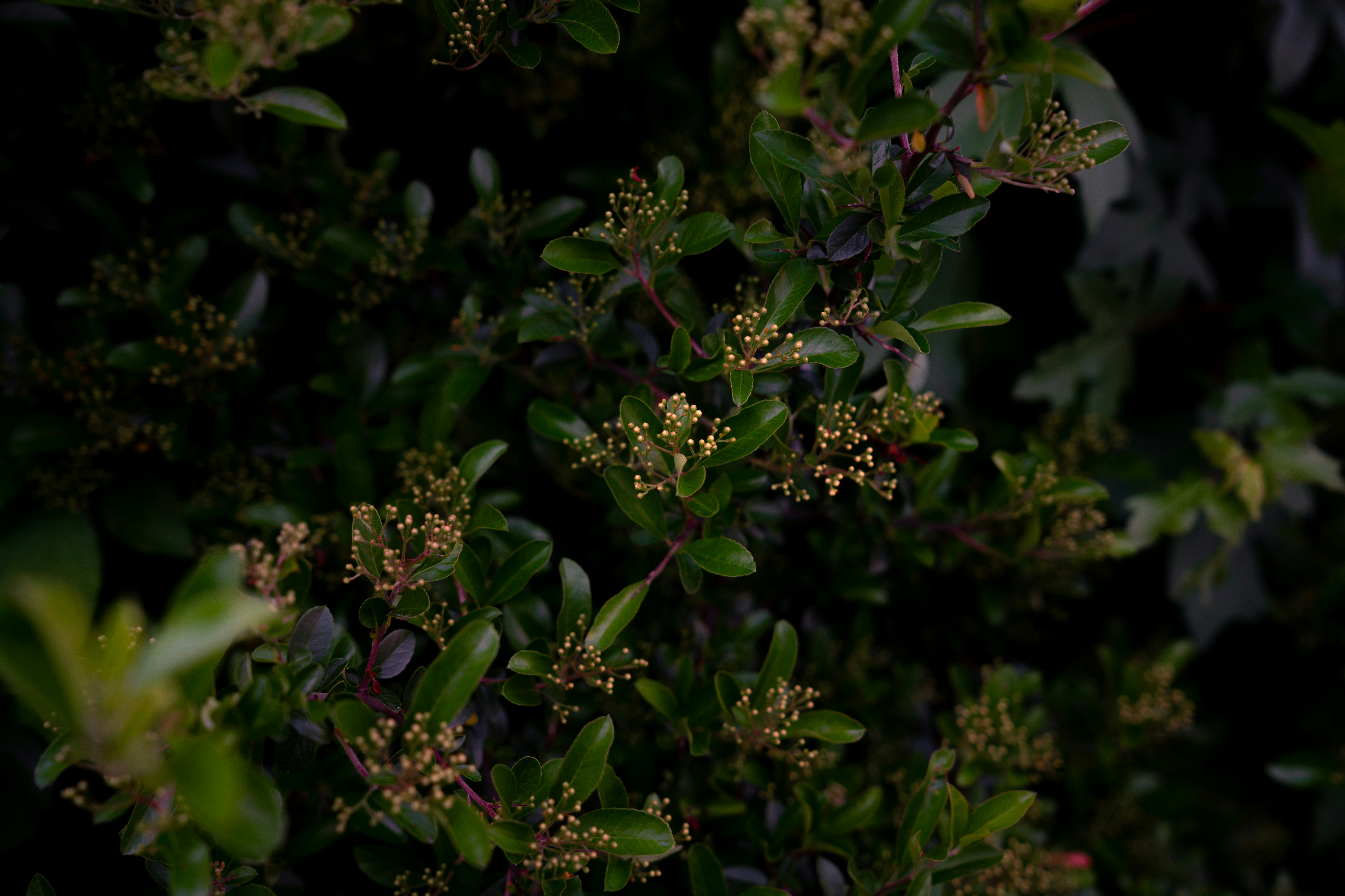 Silent Bloom in Dim Foliage: Close-Up of Tiny Cream Clusters