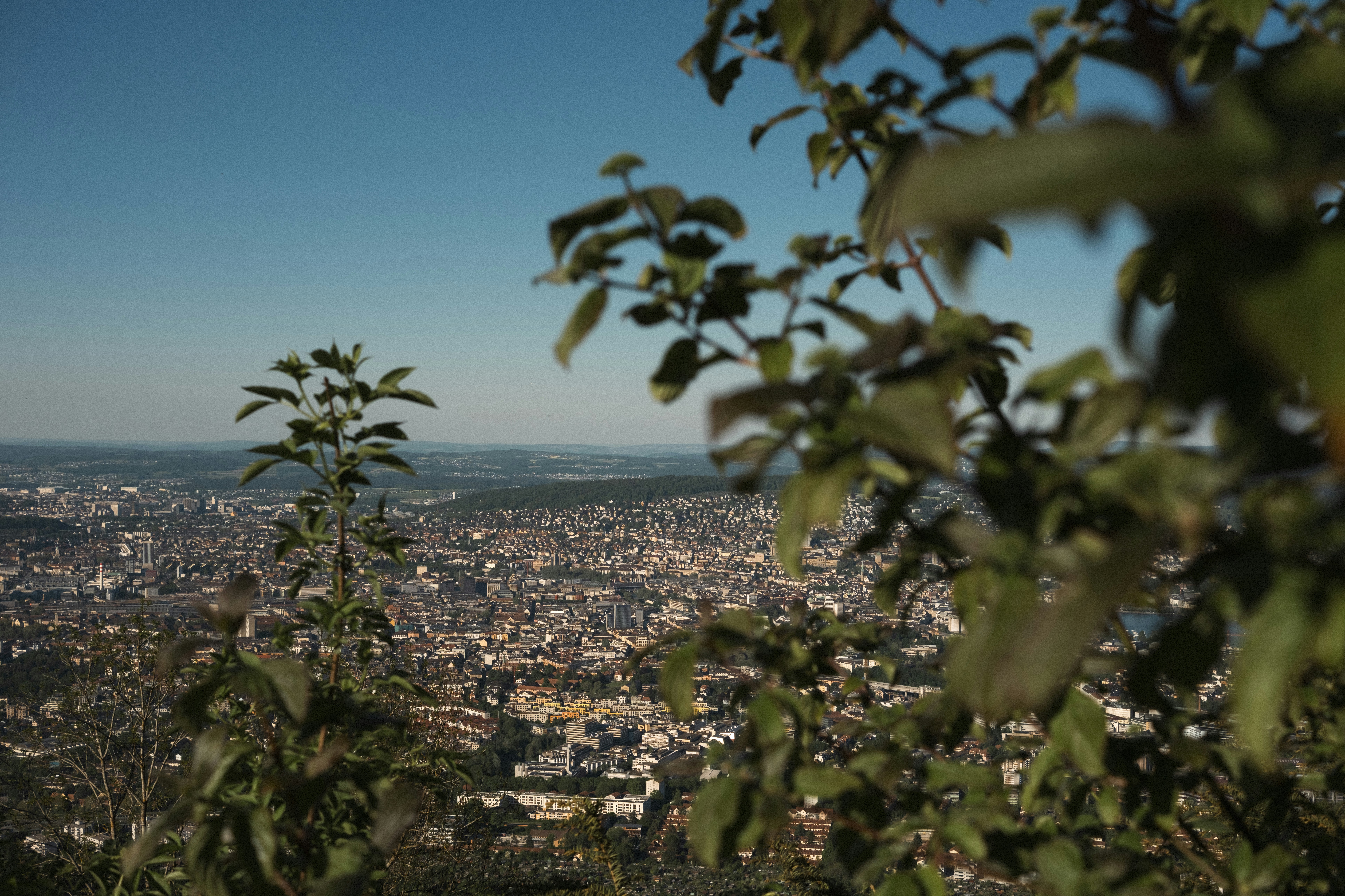 Cityscape viewed through lush foliage, highlighting the contrast between urban life and nature. The vibrant greenery adds depth to the scene.