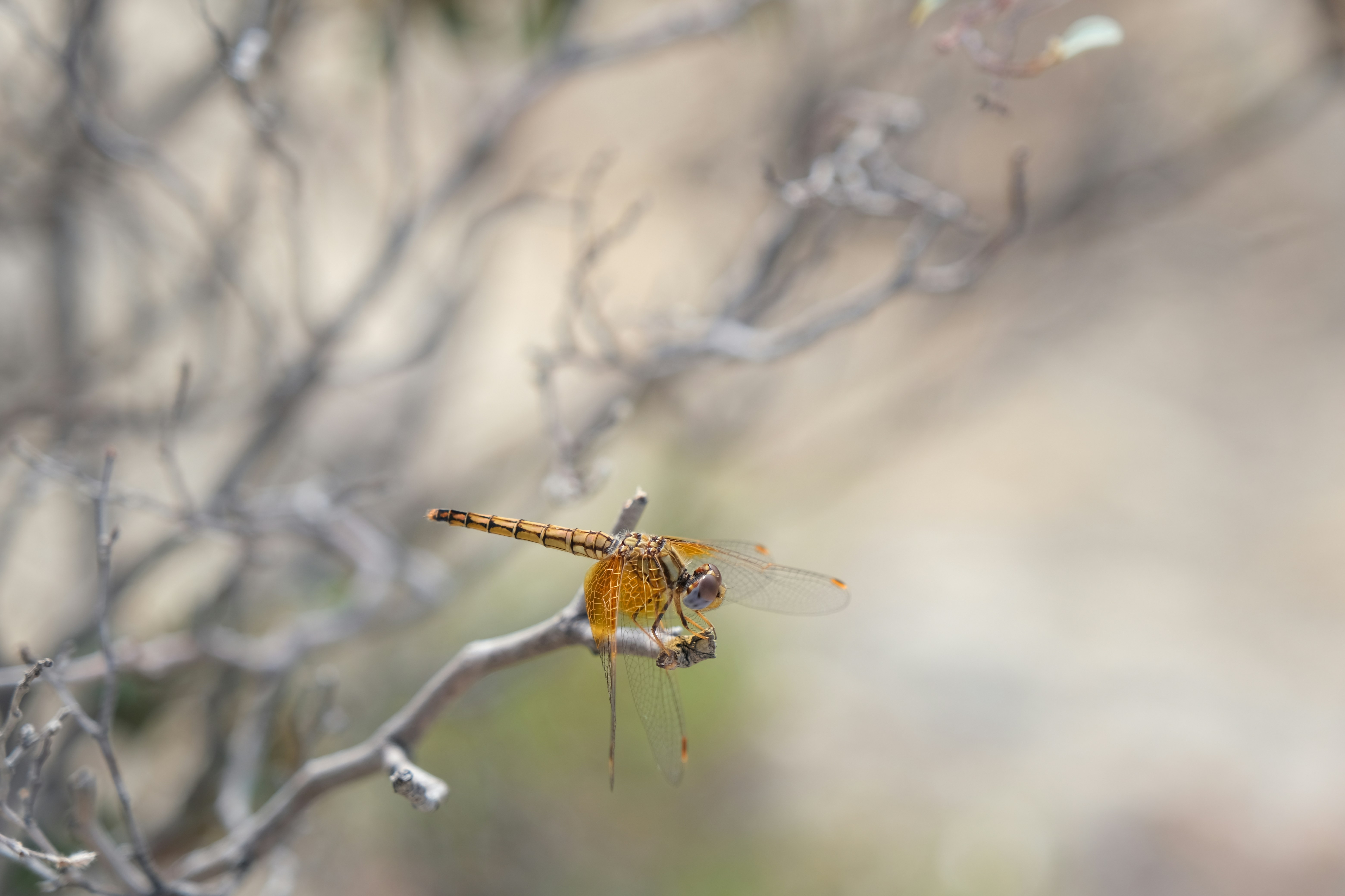 Amber Dragonfly on a Winding Twig: Quiet Focus Amid Velvet Blur