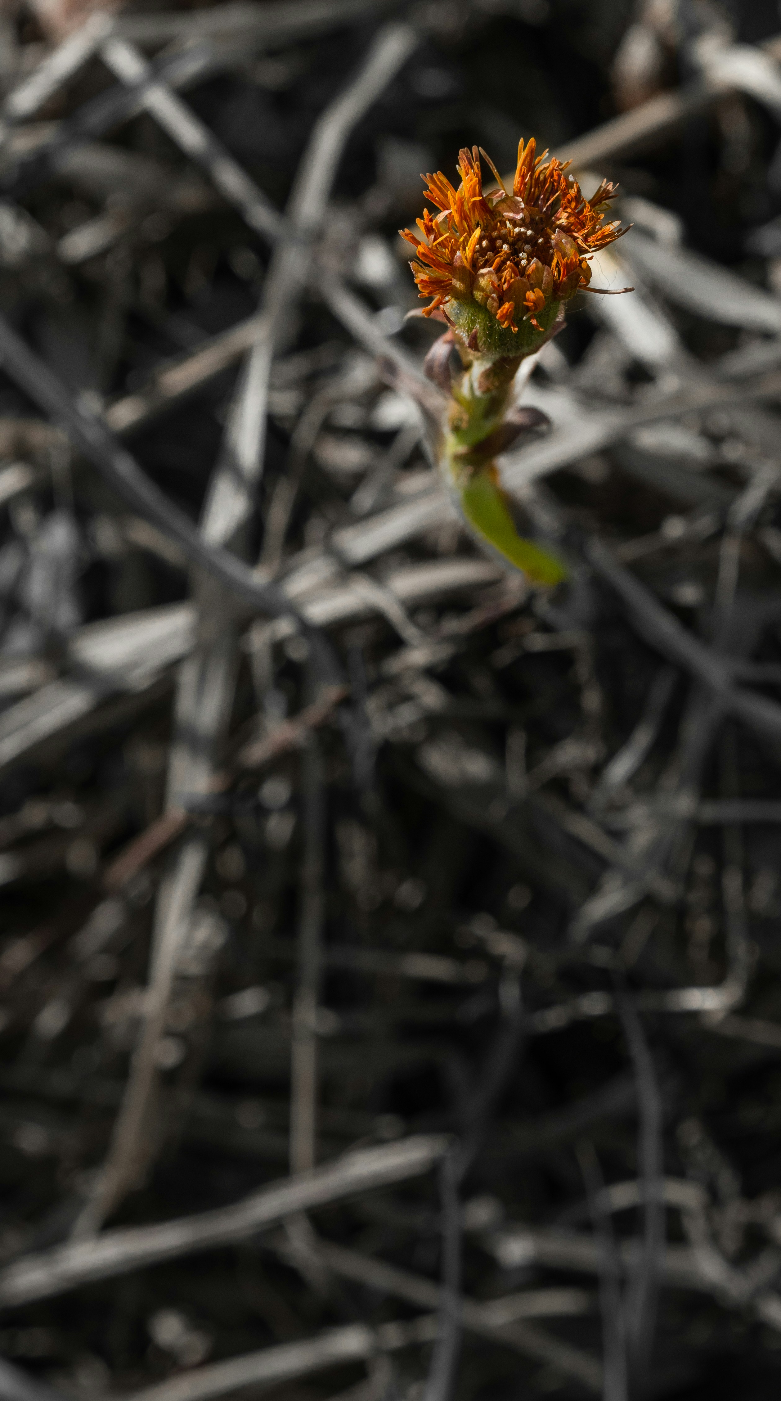 Resilience Amidst the Ashen Grove