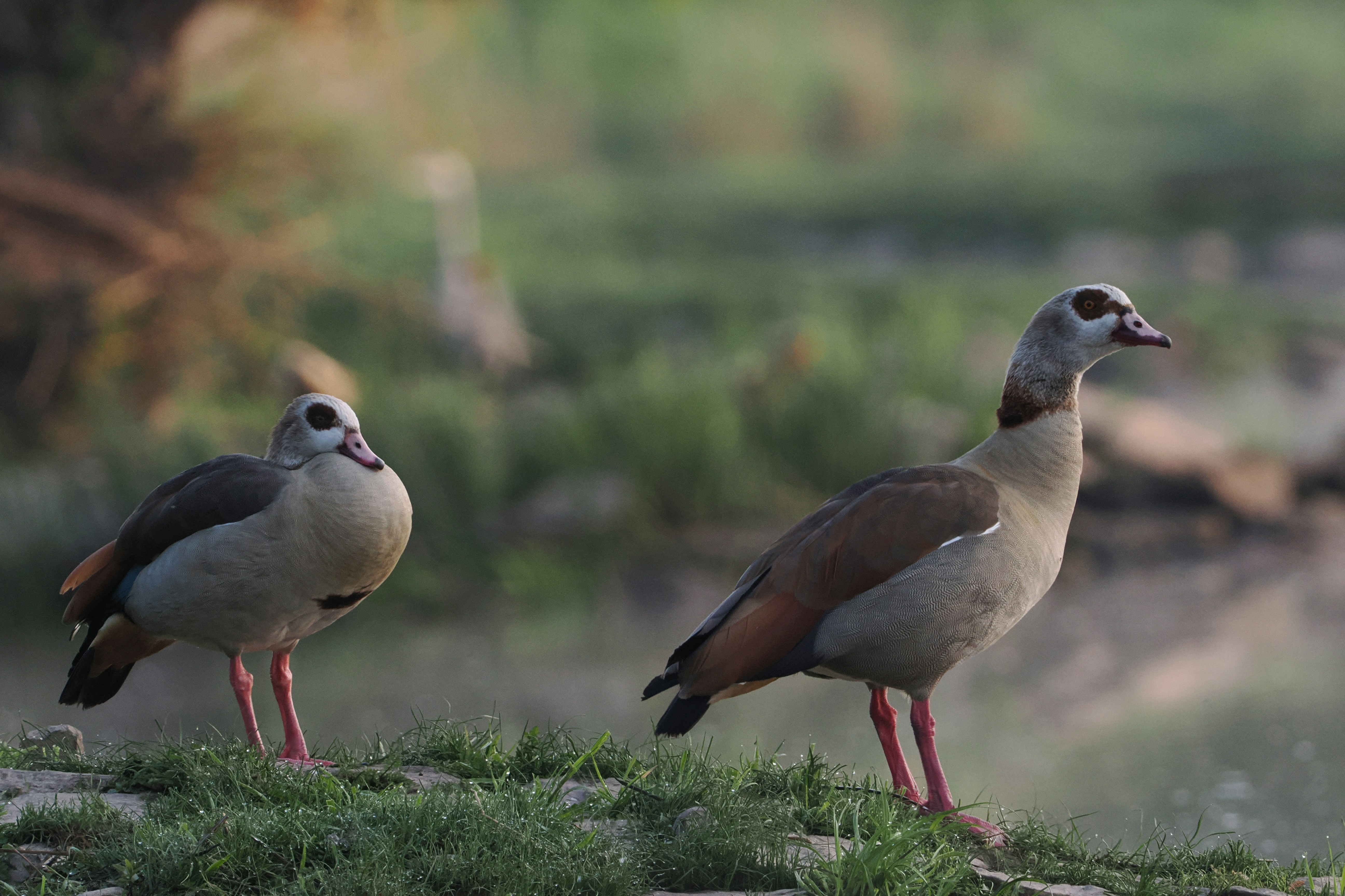 Pink-Legged Egyptian Geese Guard the Pond's Edge