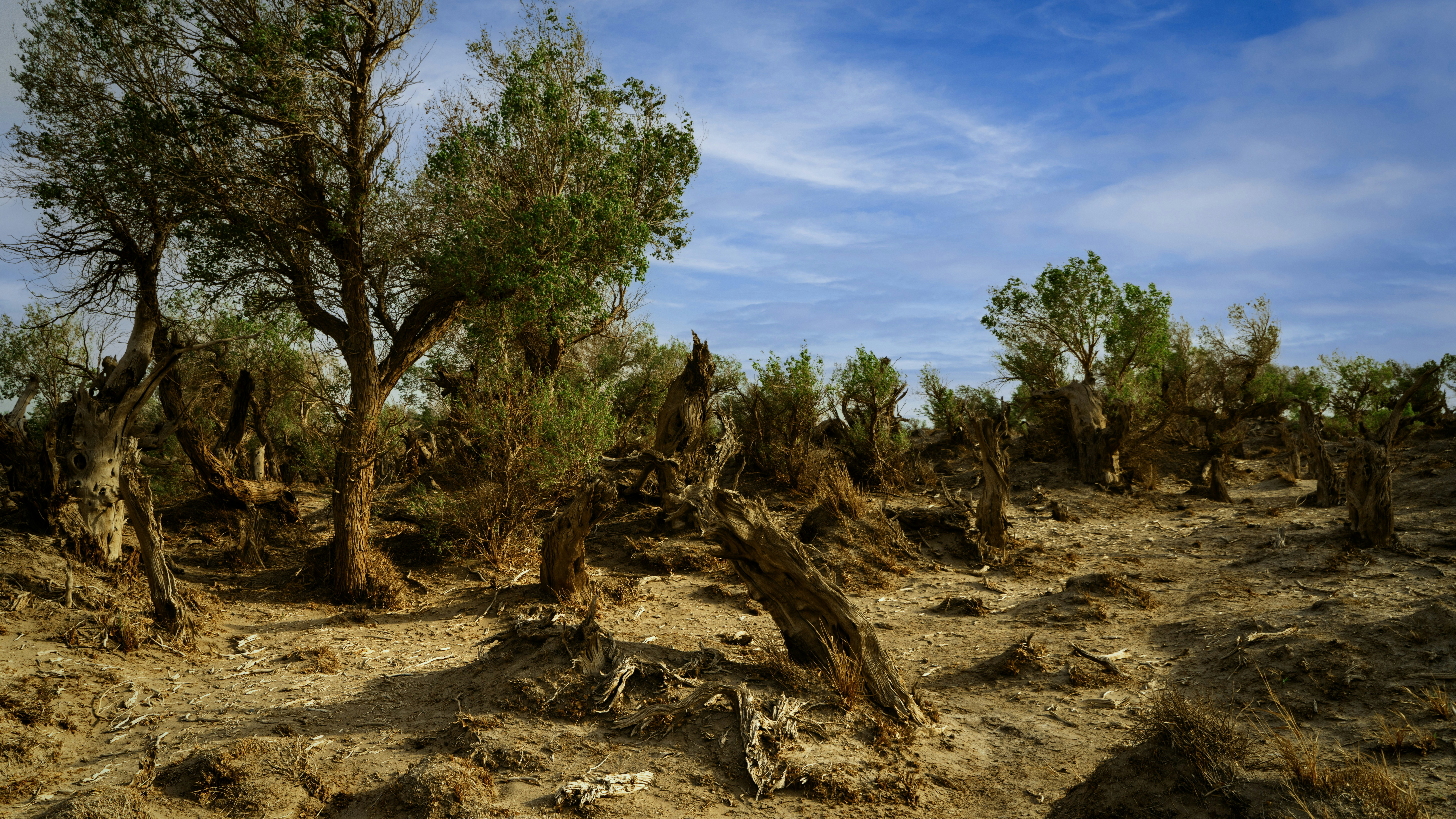 Trees stand in a dry, desolate landscape. photo – Free Image on Unsplash