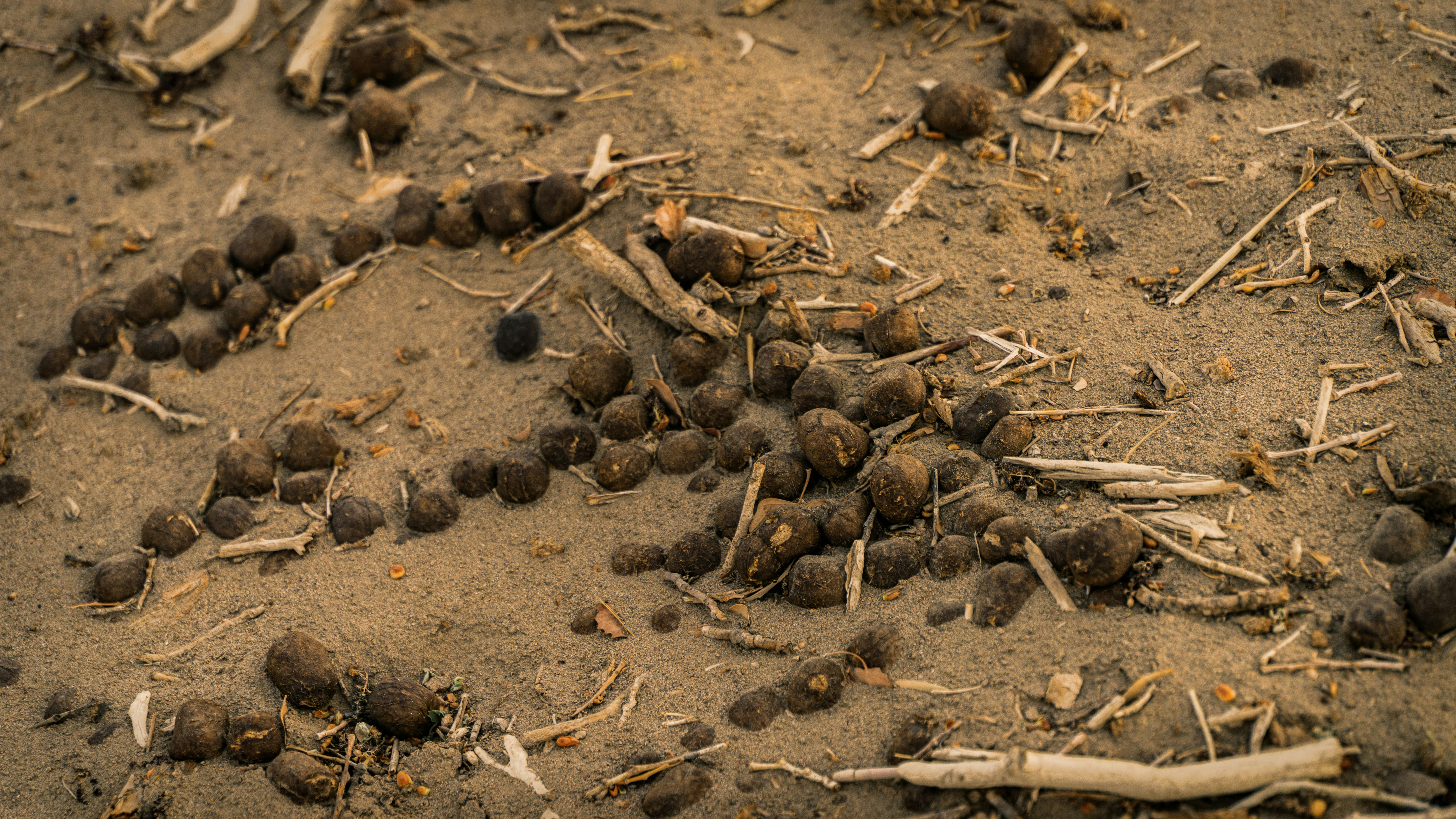 Animal droppings are scattered on the ground. photo – Free Image on ...