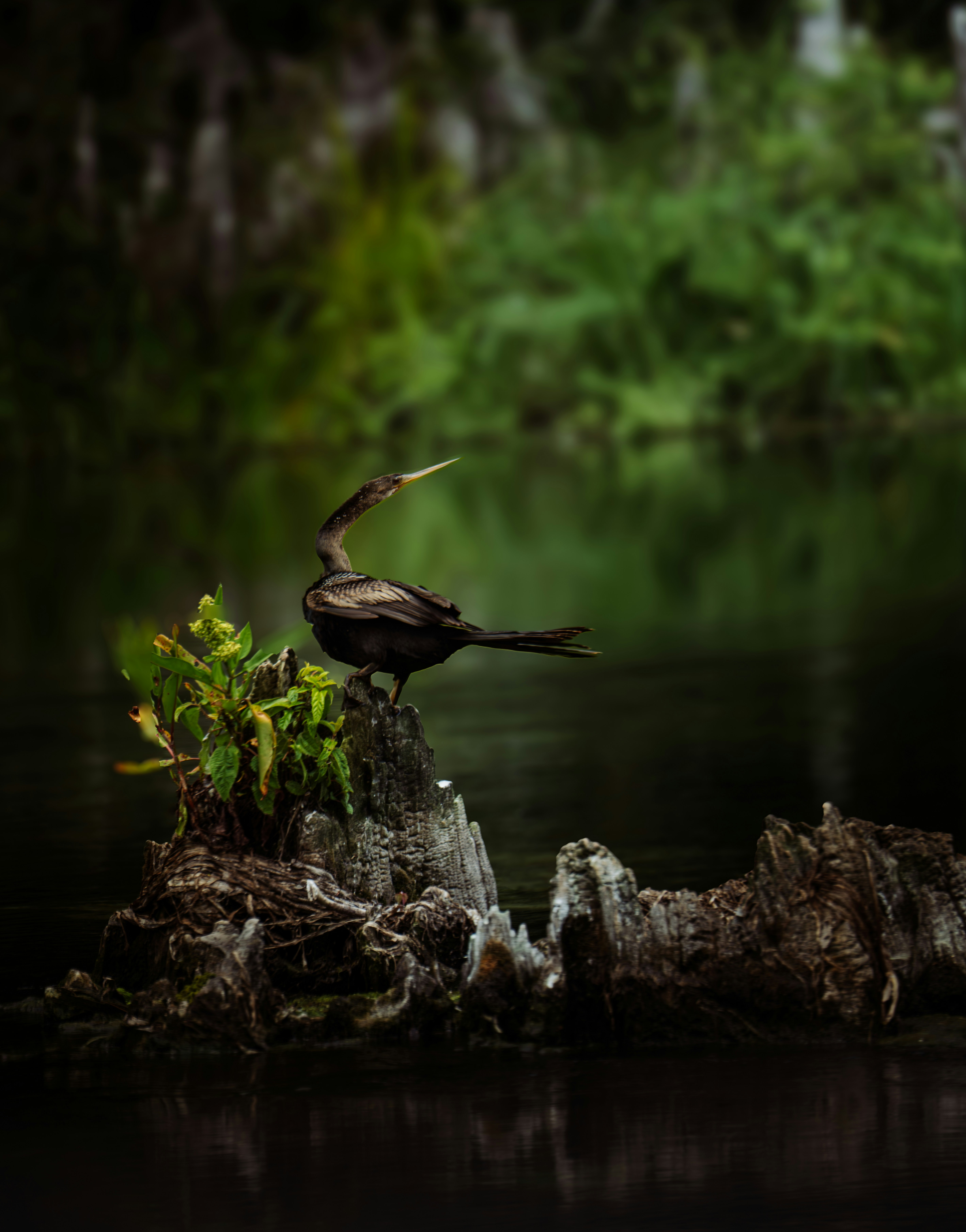 Heron on a Glowing Stump: A Quiet Lakeside Moment
