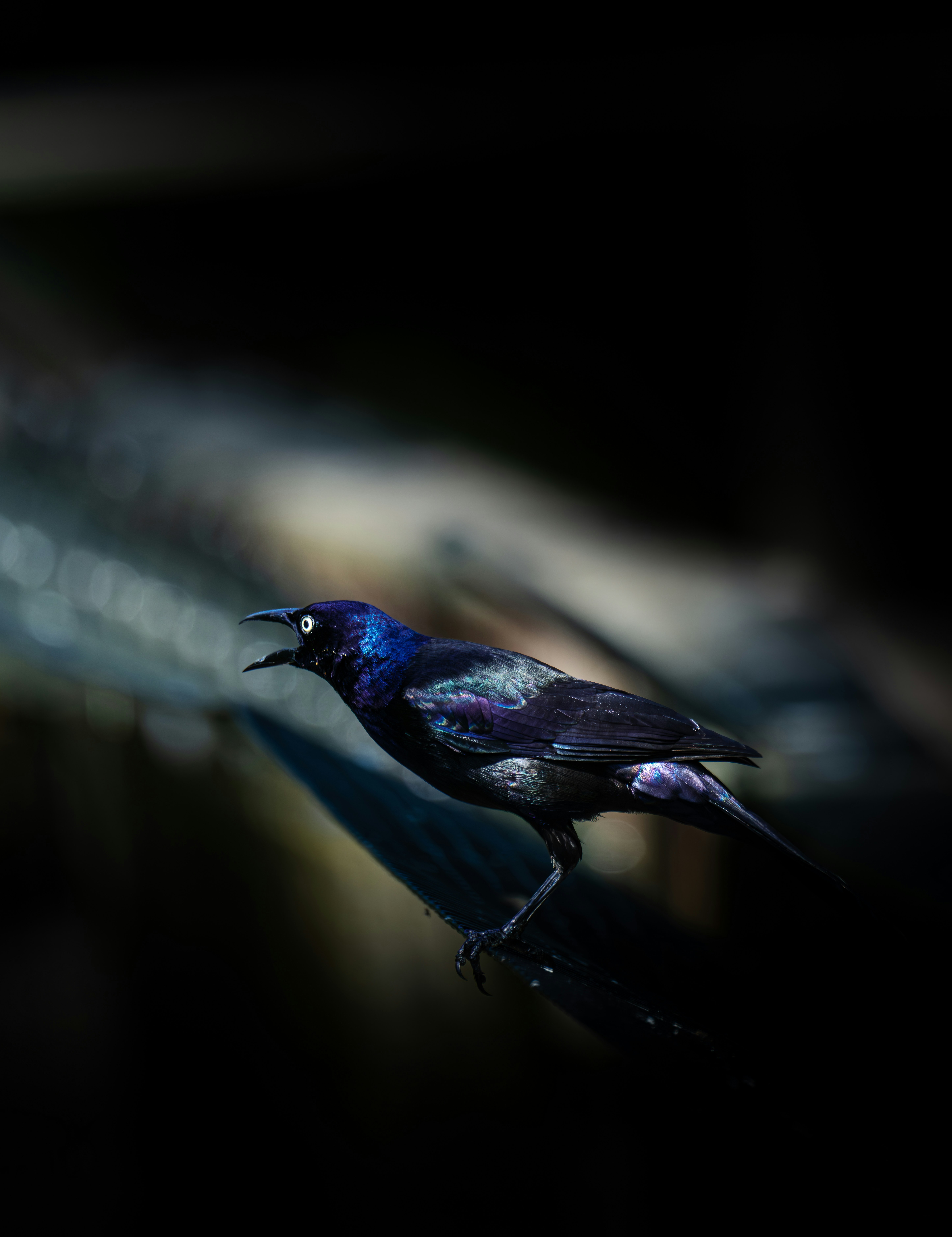 A grackle caught mid-call in dramatic low light. Nature’s intensity framed by darkness.