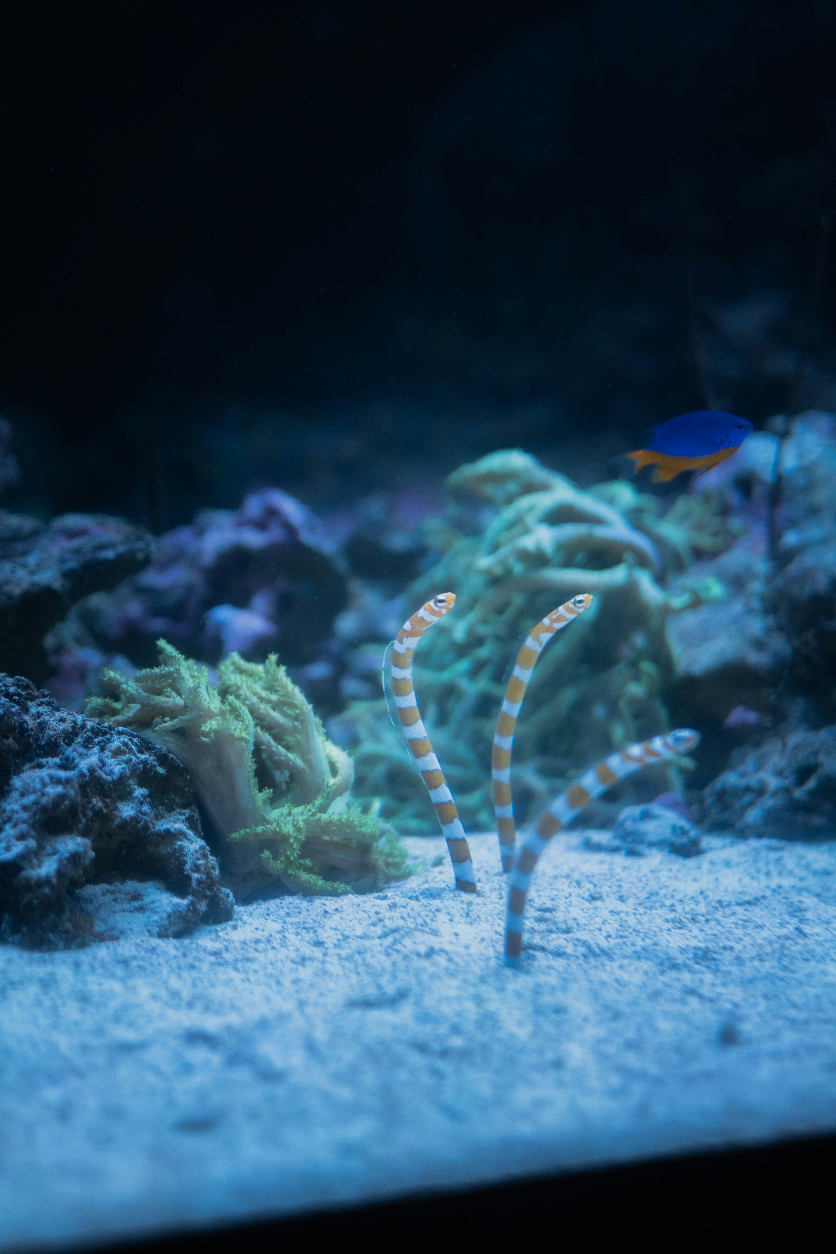 Beneath the Waves: The Dance of Eels