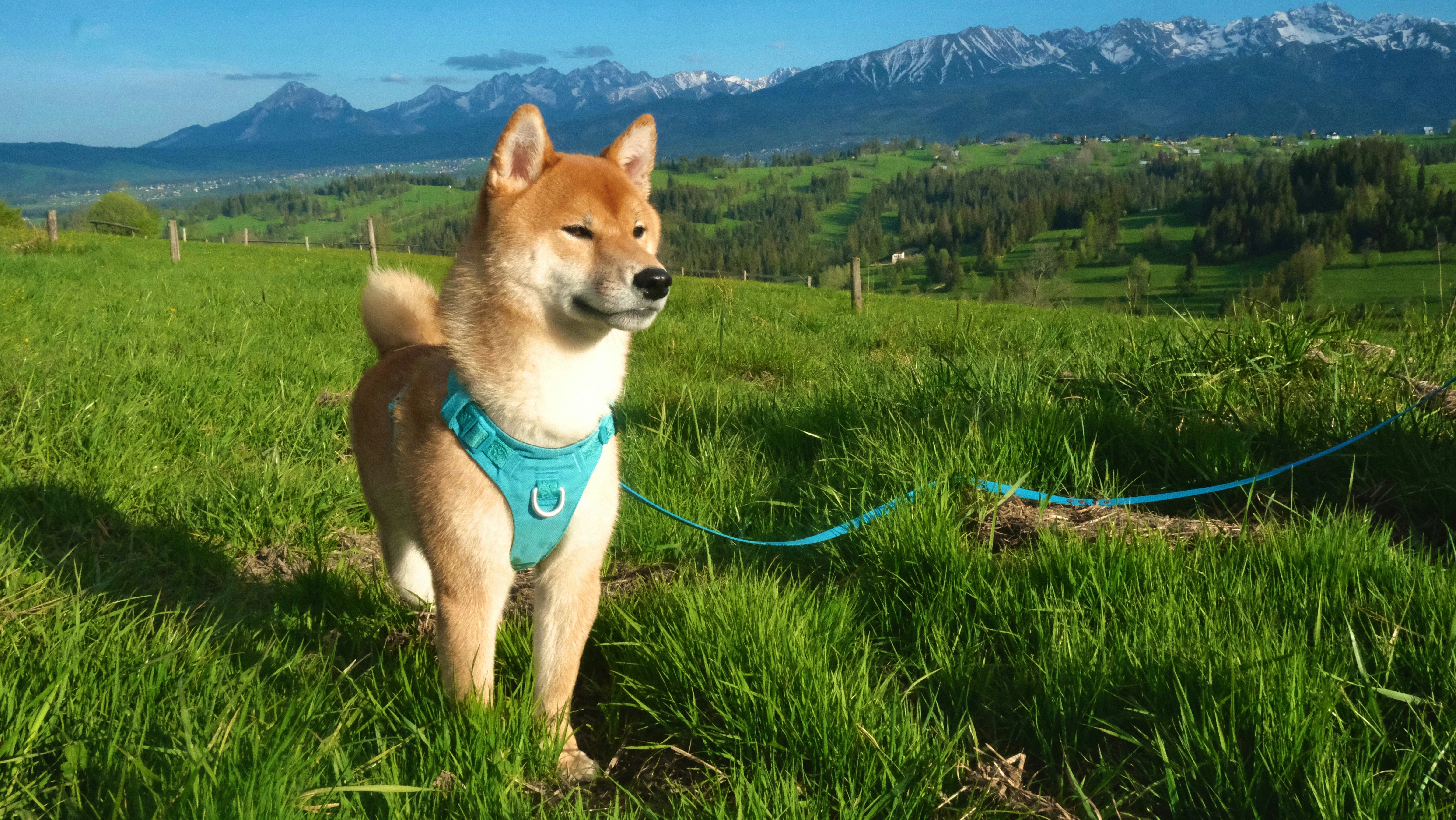 Teal-Harnessed Shiba in a Sunlit Alpine Meadow