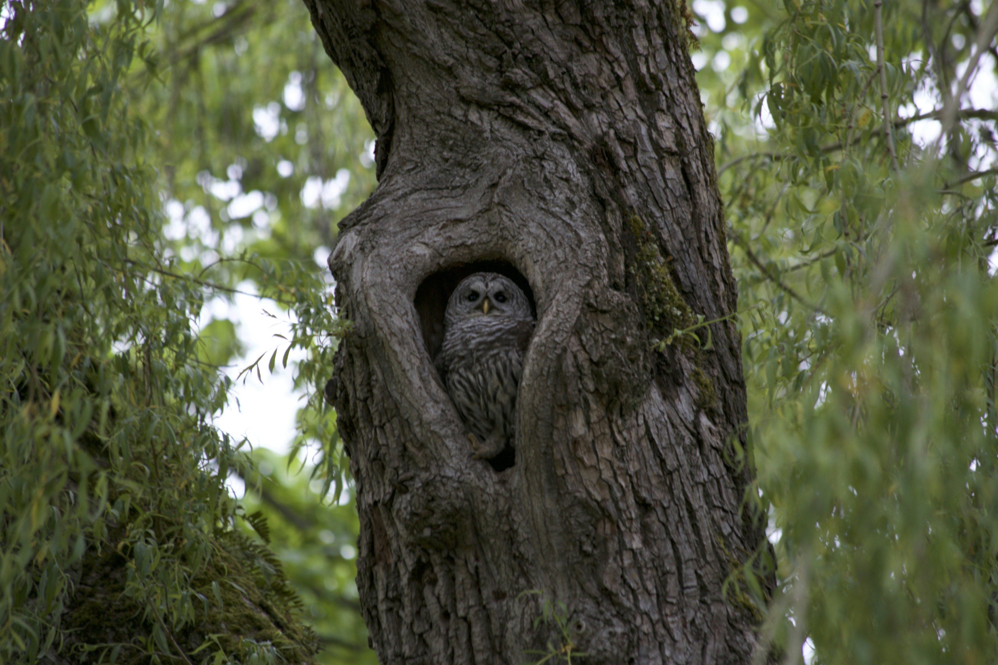 An owl peeks out from inside a tree. photo – Free Birds Image on Unsplash