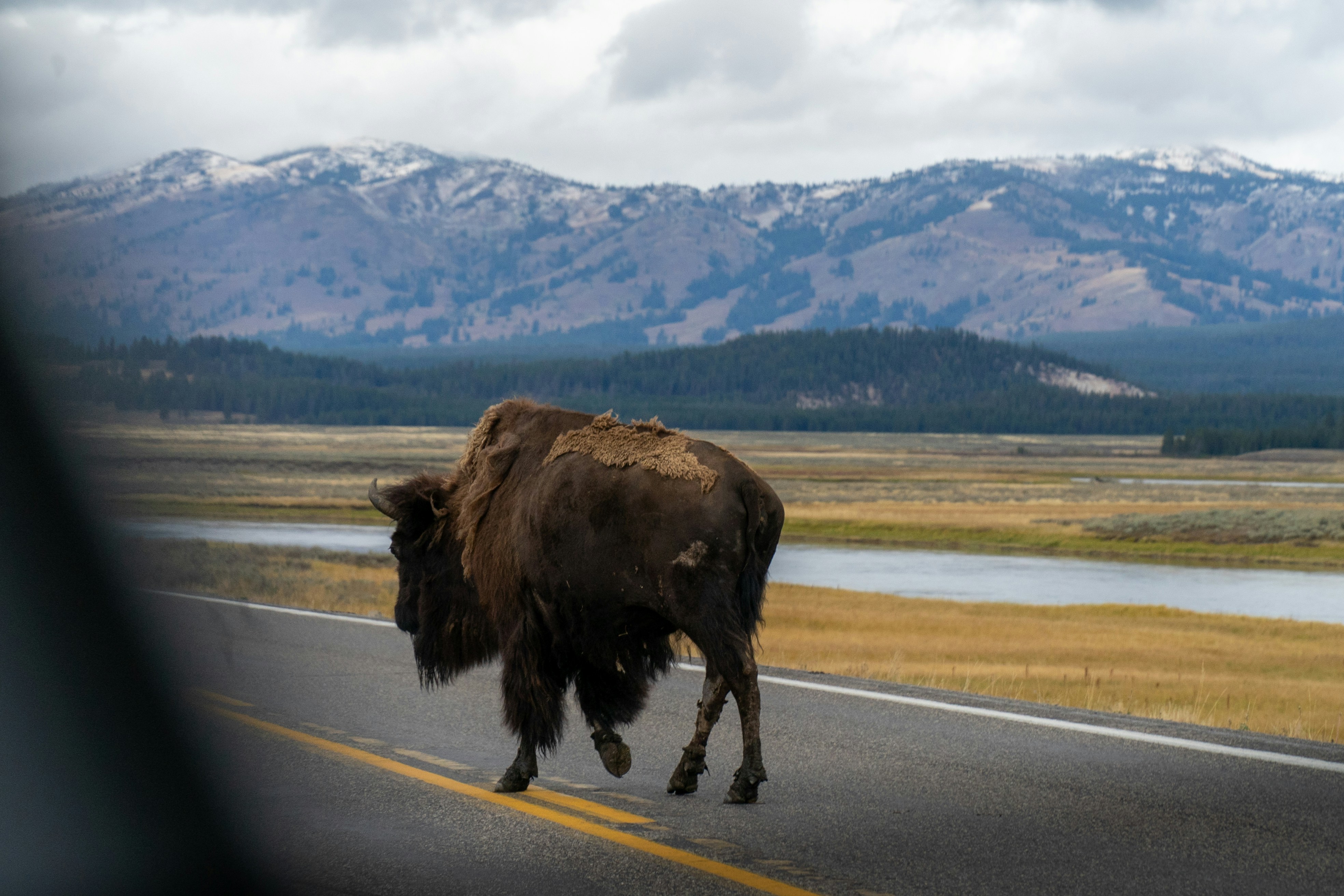 American bison crossing a winding road with a backdrop of mountains and meadows. The scene captures the essence of wildlife in its natural habitat.