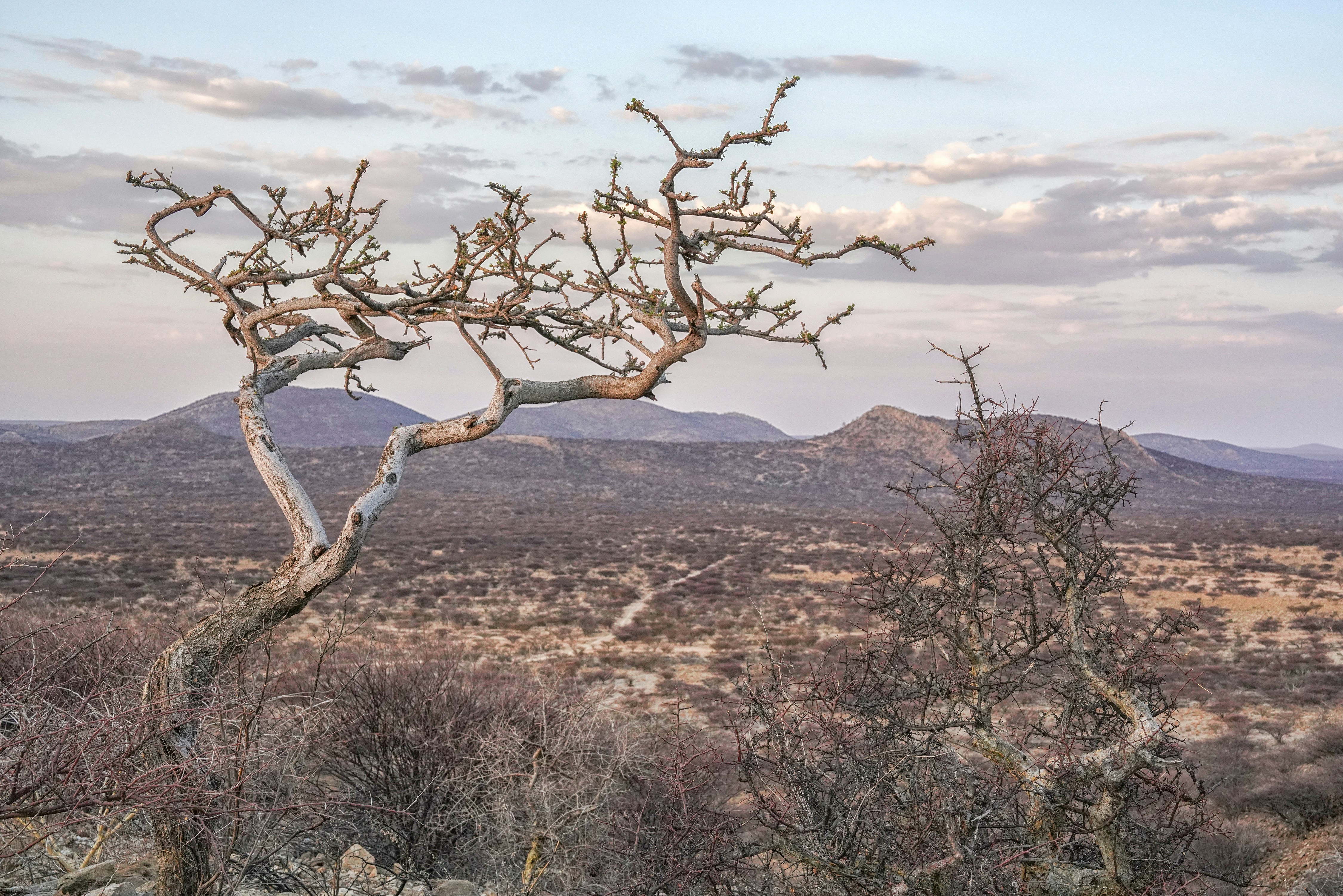 Gnarled Desert Sentinel Against a Distant Rim