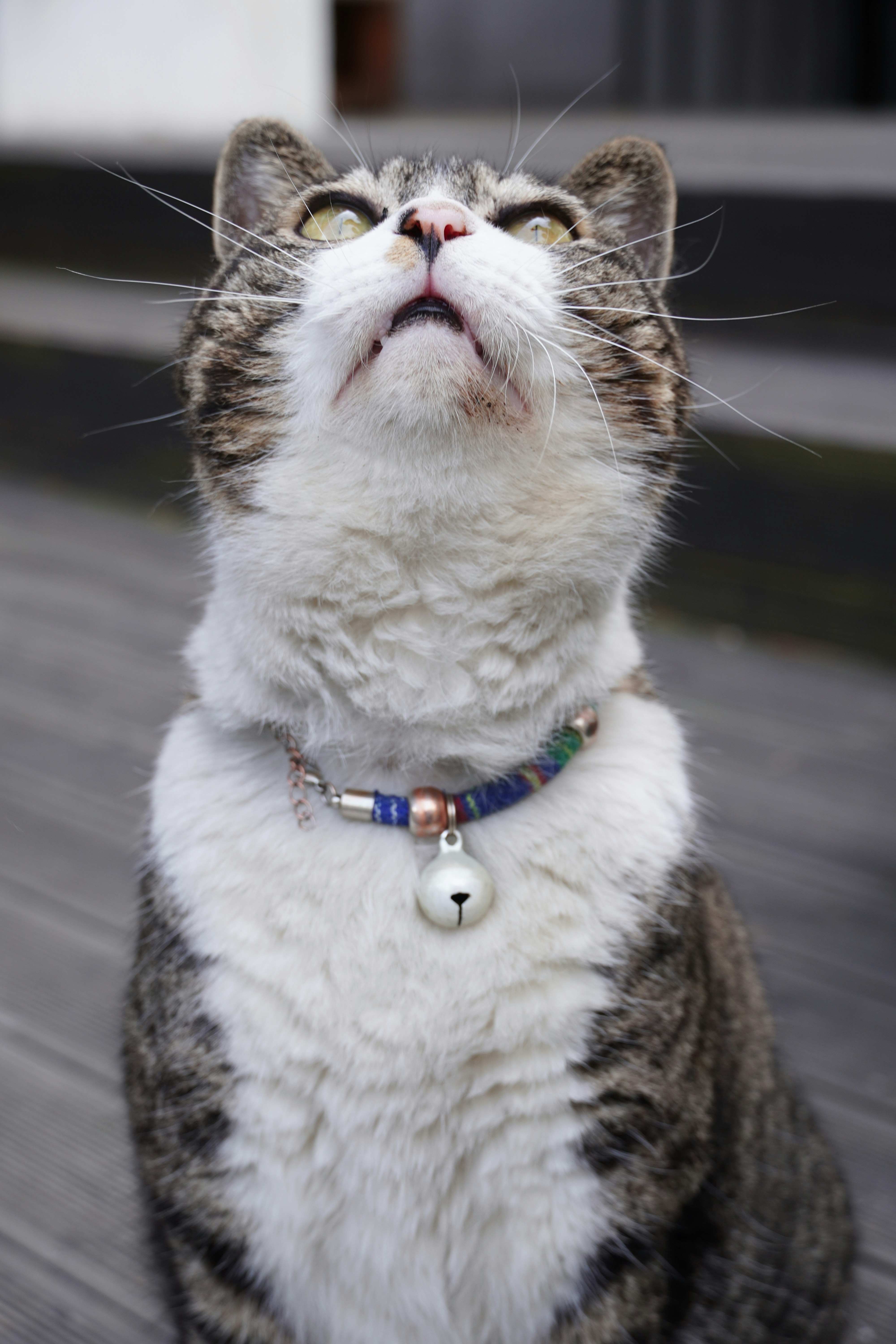 Skyward Gaze: Tabby Portrait in a Beaded Collar