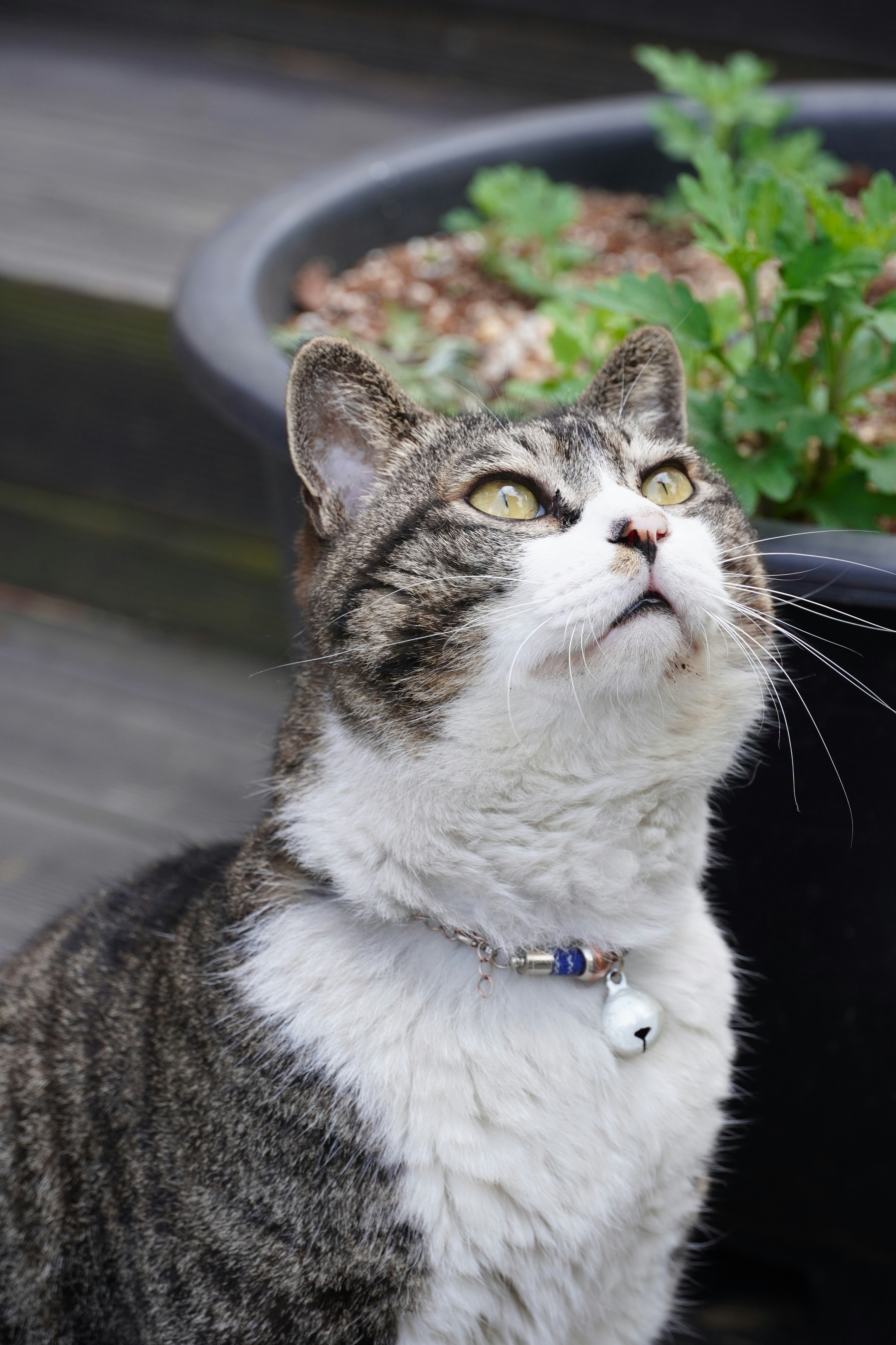 A curious cat looks up, intrigued by something. photo – Free Cat Image ...
