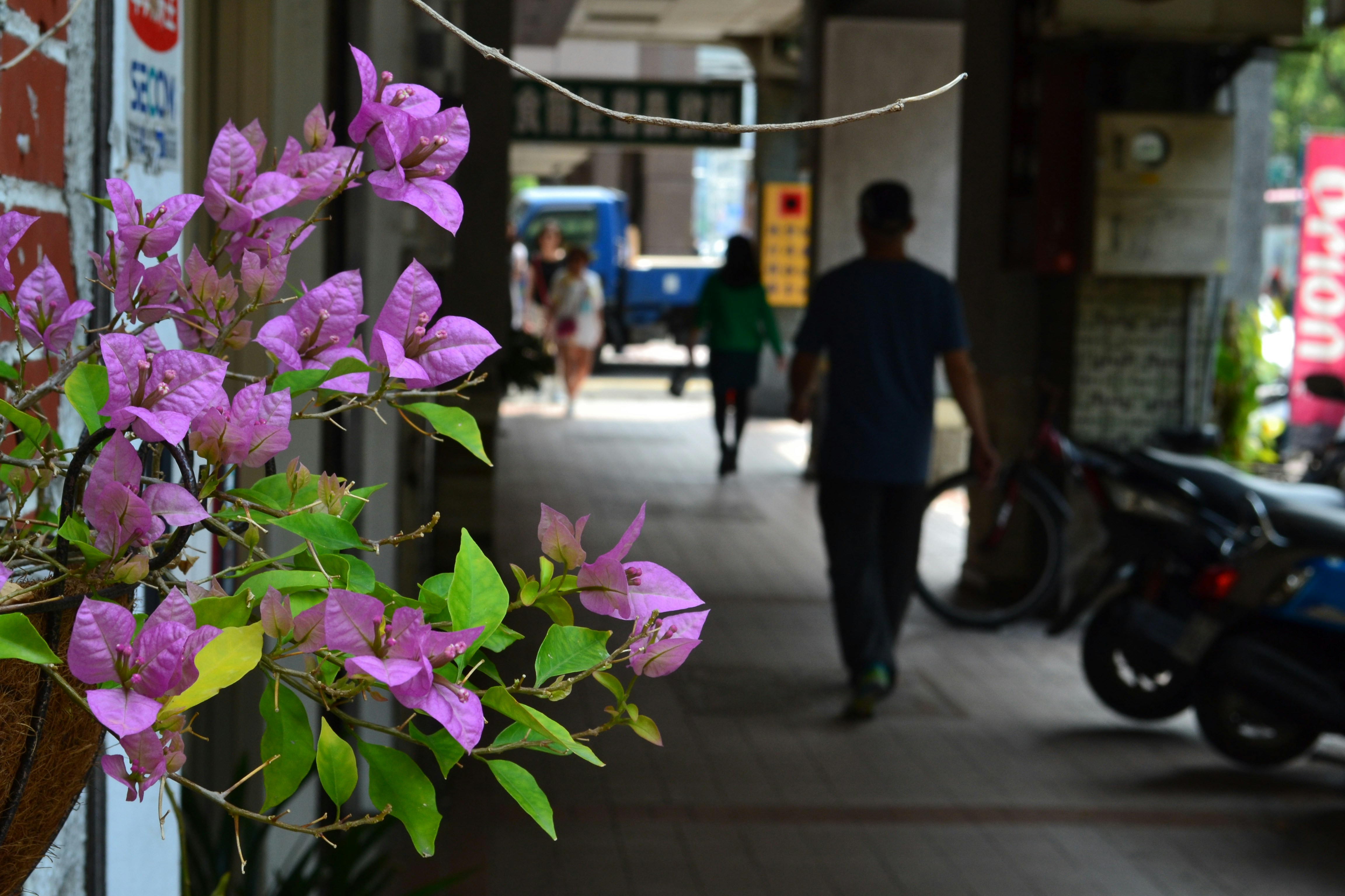 Flower blooming on the street of Taipei, Taiwan.