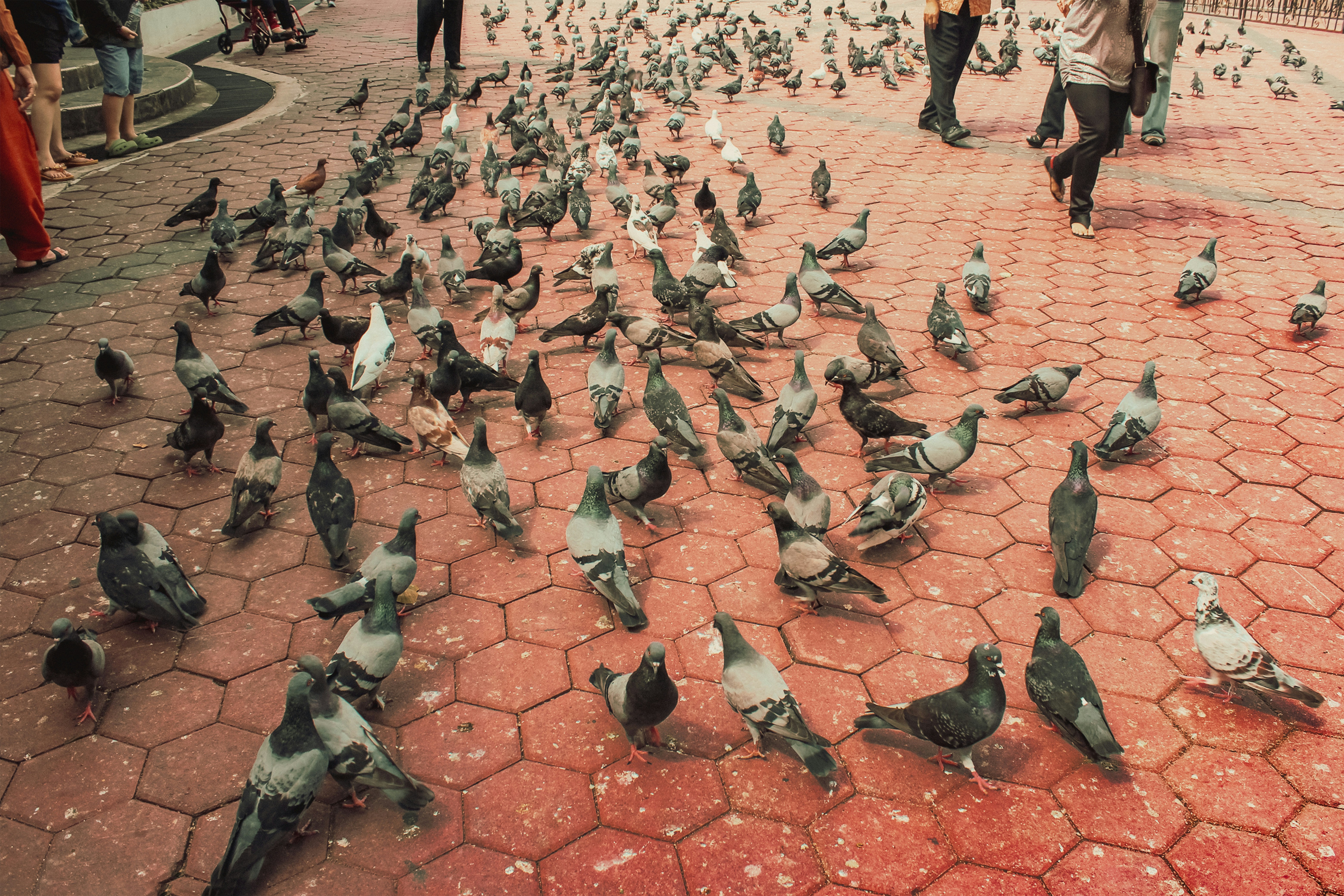 Pigeons in public spaces