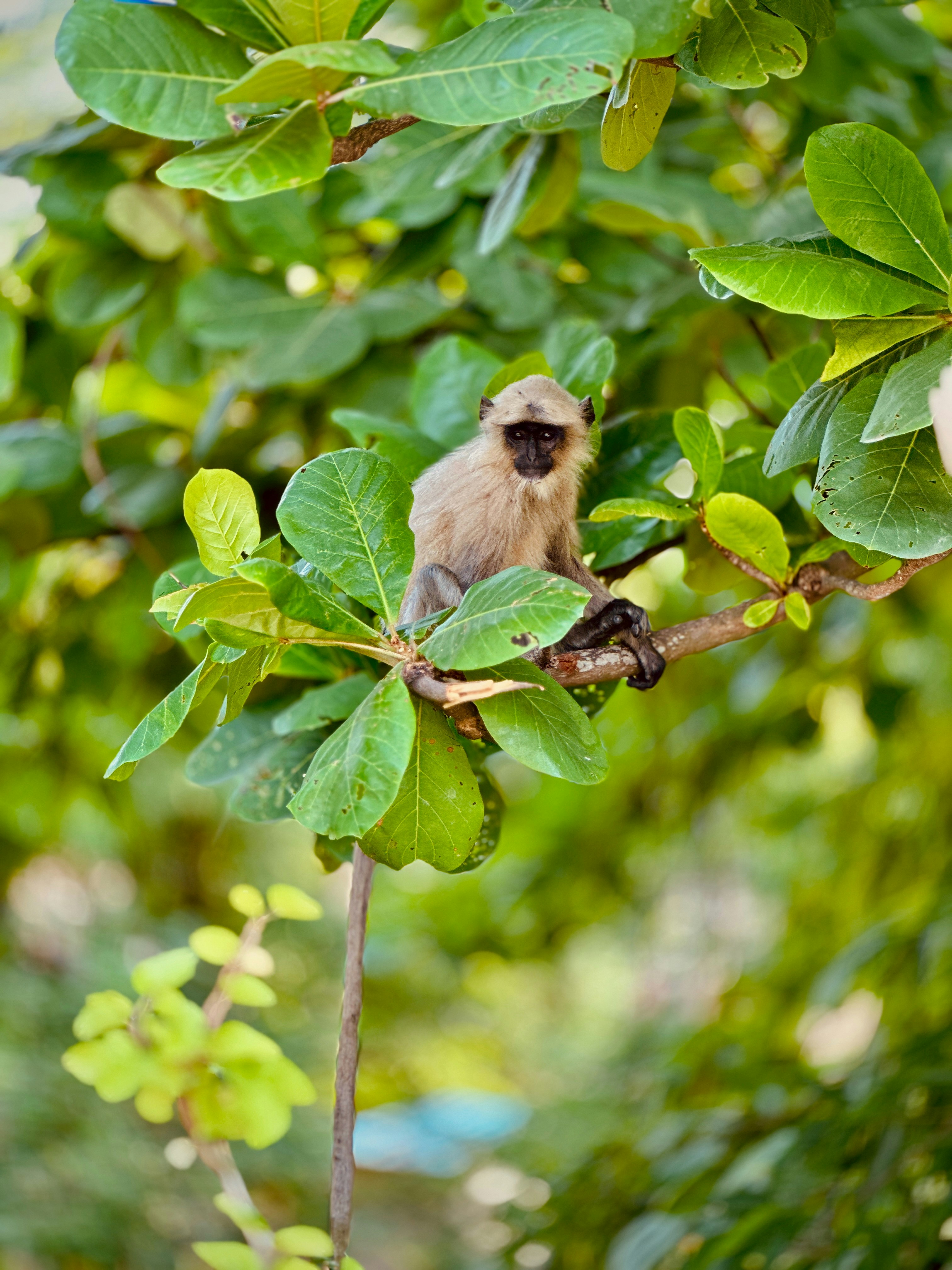 Curious_Yellow-Leaf Monk: A Tiny Primate Amid Green Canopy