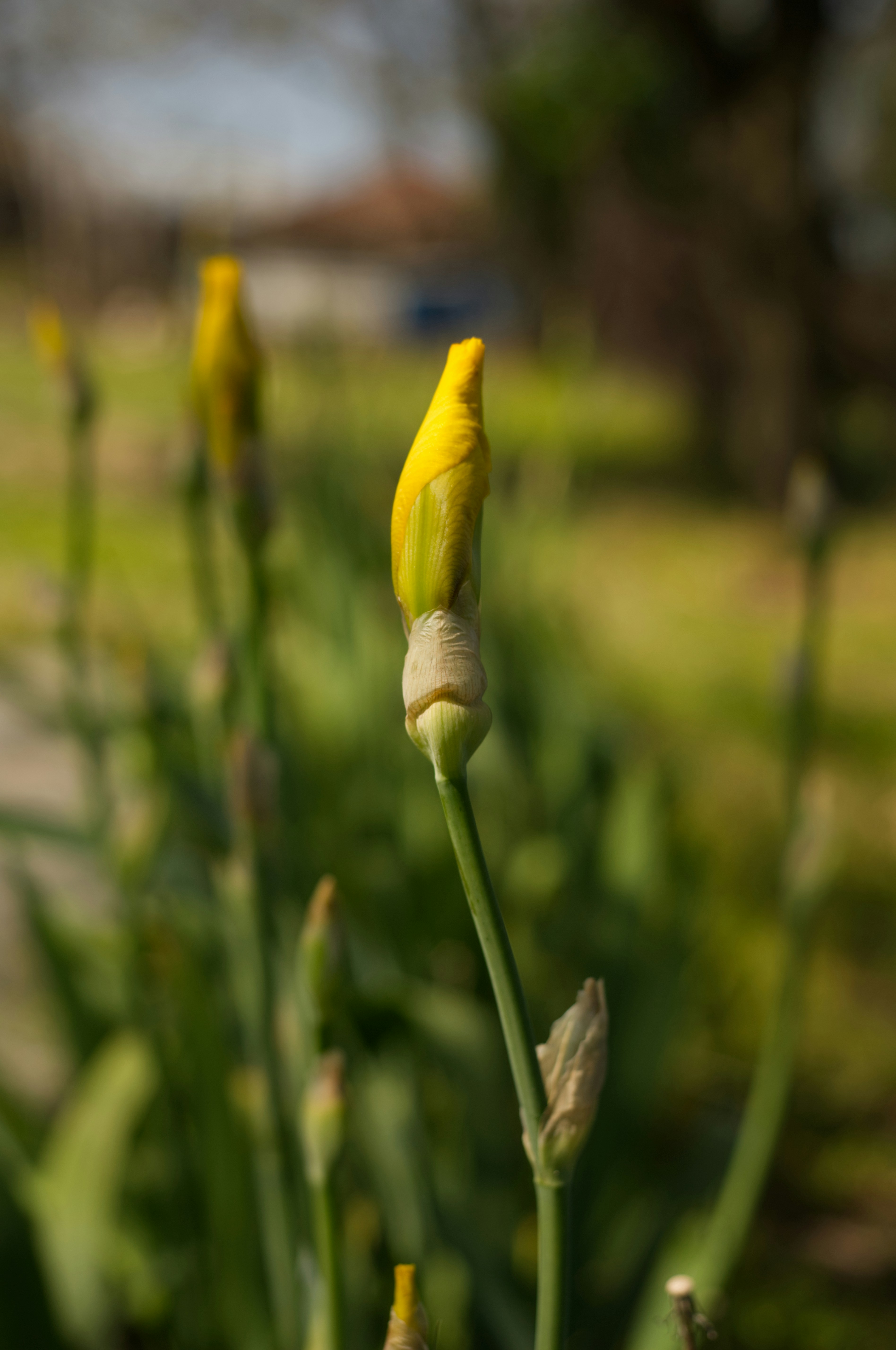 Golden Bud in Focus: A Lone Iris Against a Velvet Field