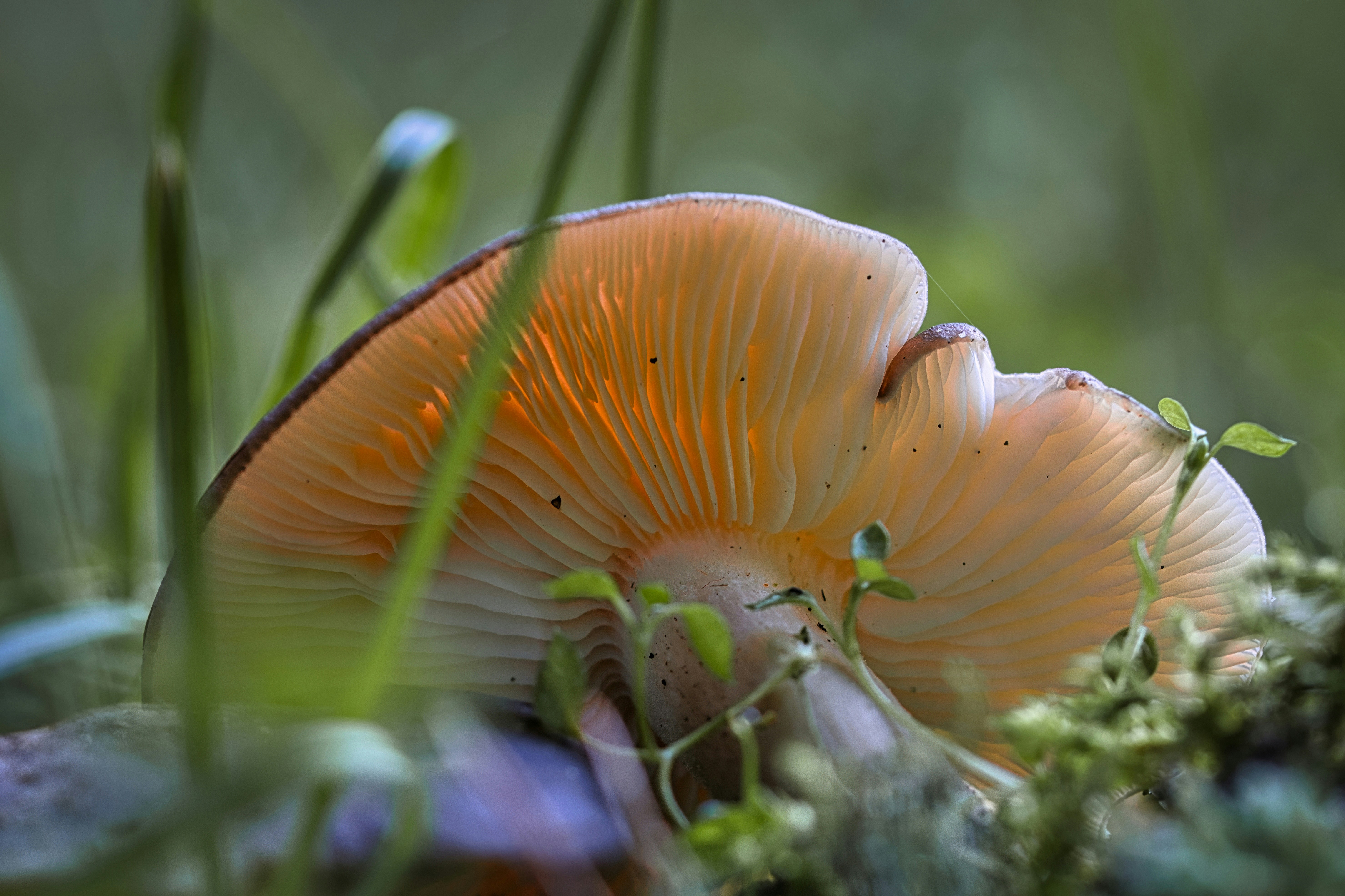Whispers of the Forest Floor: A Mushroom's Glow
