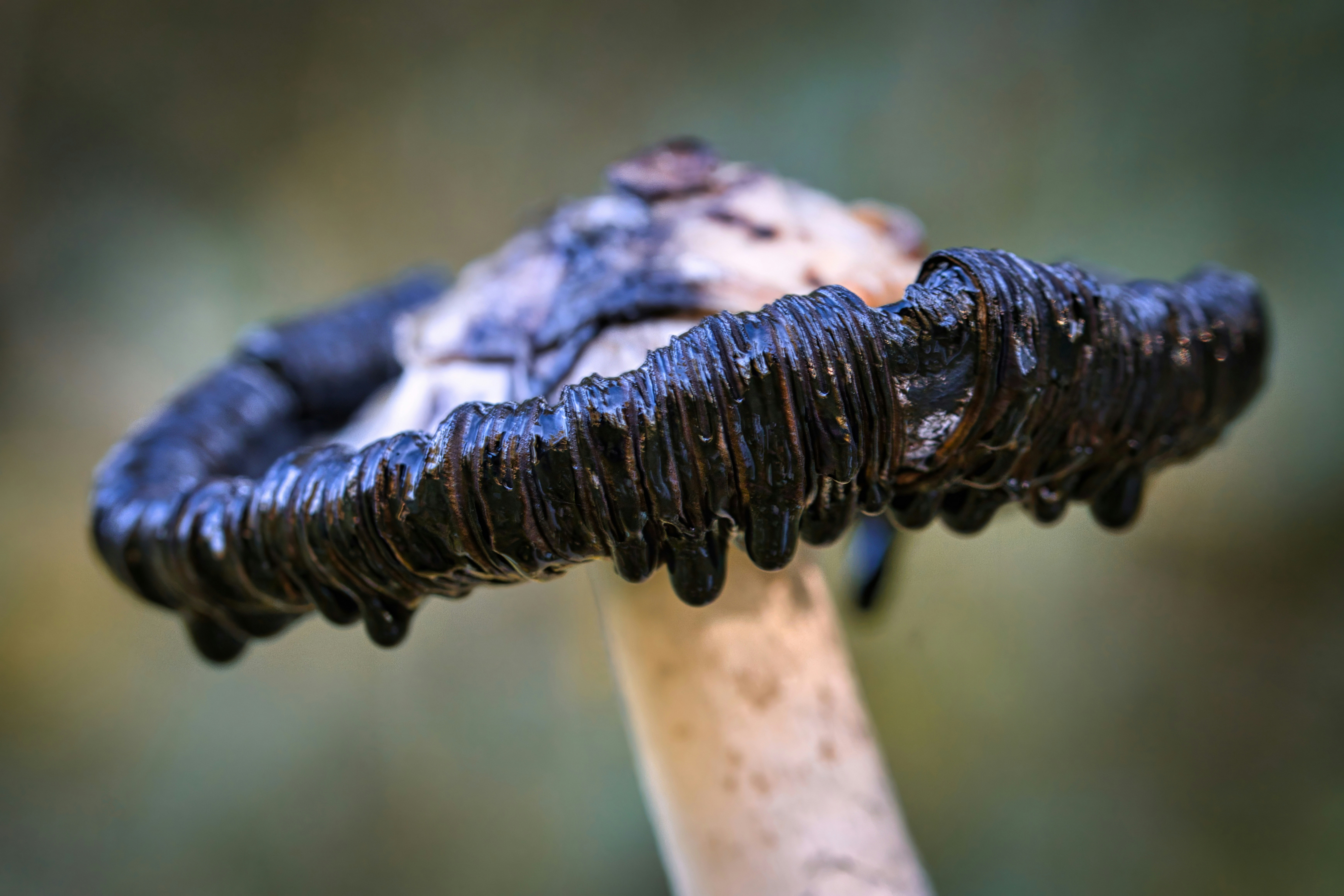 Circlet of Night: Macro Portrait of a Forest Mushroom