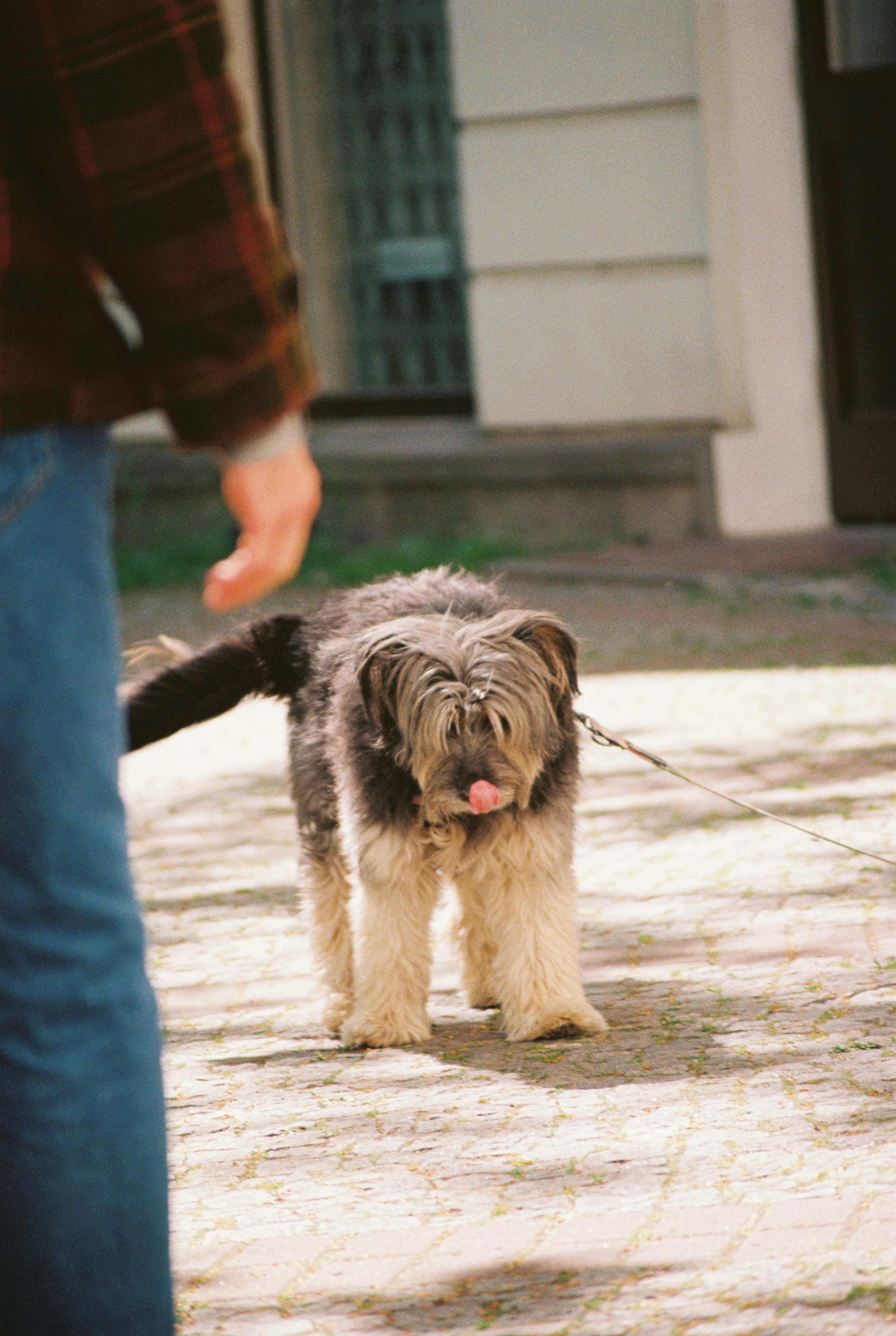 A playful dog licking its nose while standing on a cobblestone path, with a person in the foreground. The scene captures a moment of interaction between pet and owner.