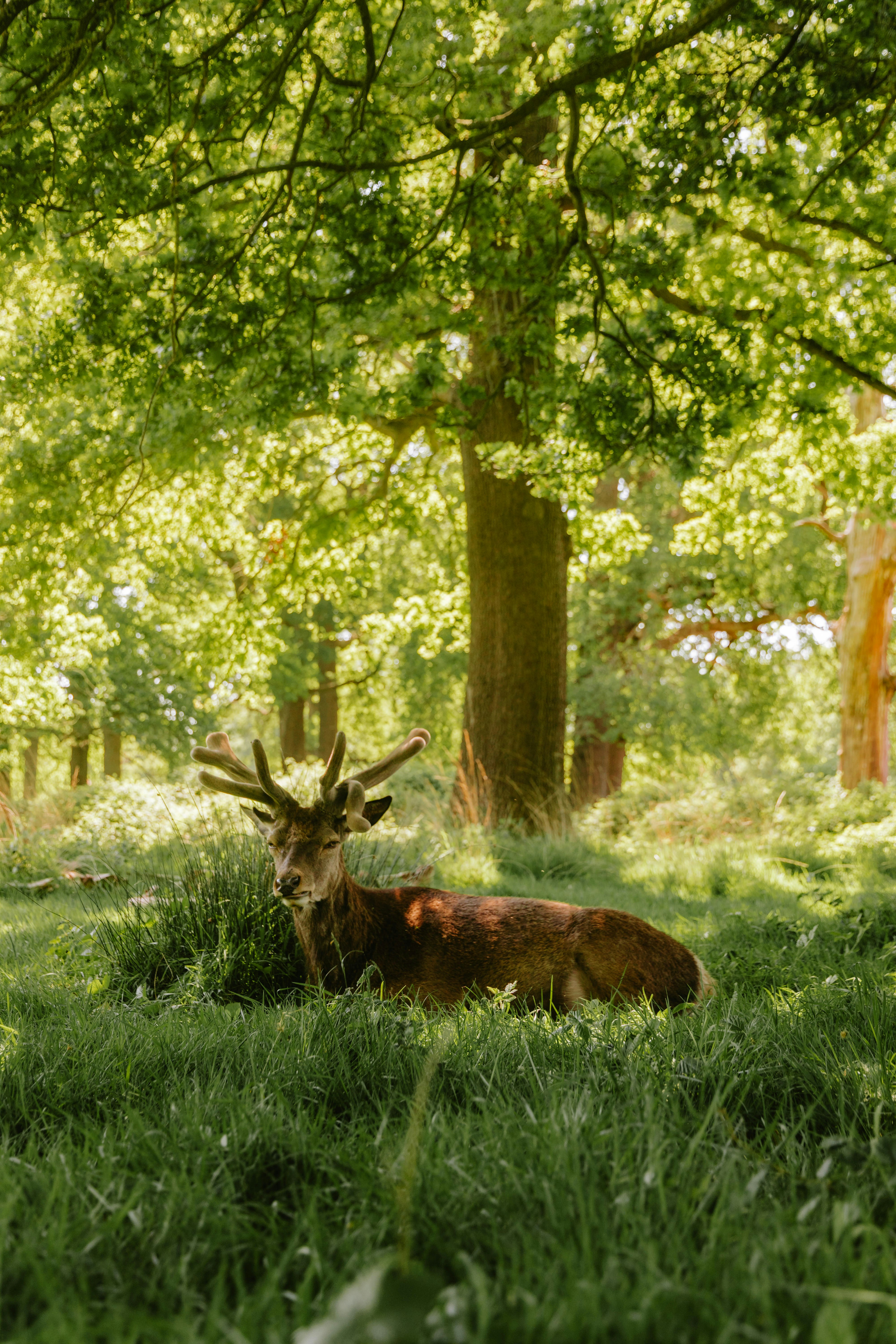 First time to Richmond Park in London. Spent some quality time with this beautiful guy. Only deer I saw, though I didn't venture in far.Alex Robertson