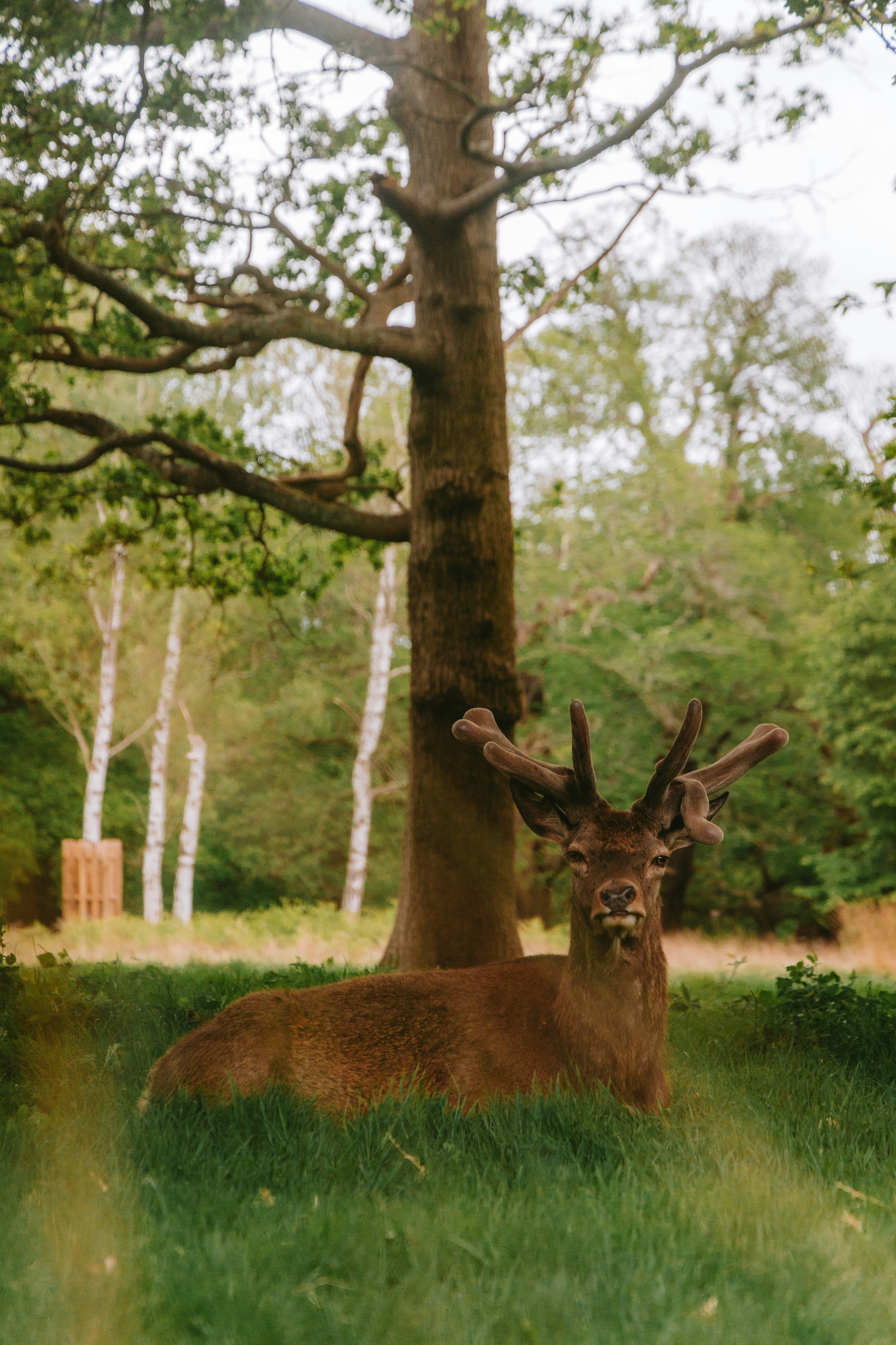 First time to Richmond Park in London. Spent some quality time with this beautiful guy. Only deer I saw, though I didn't venture in far.