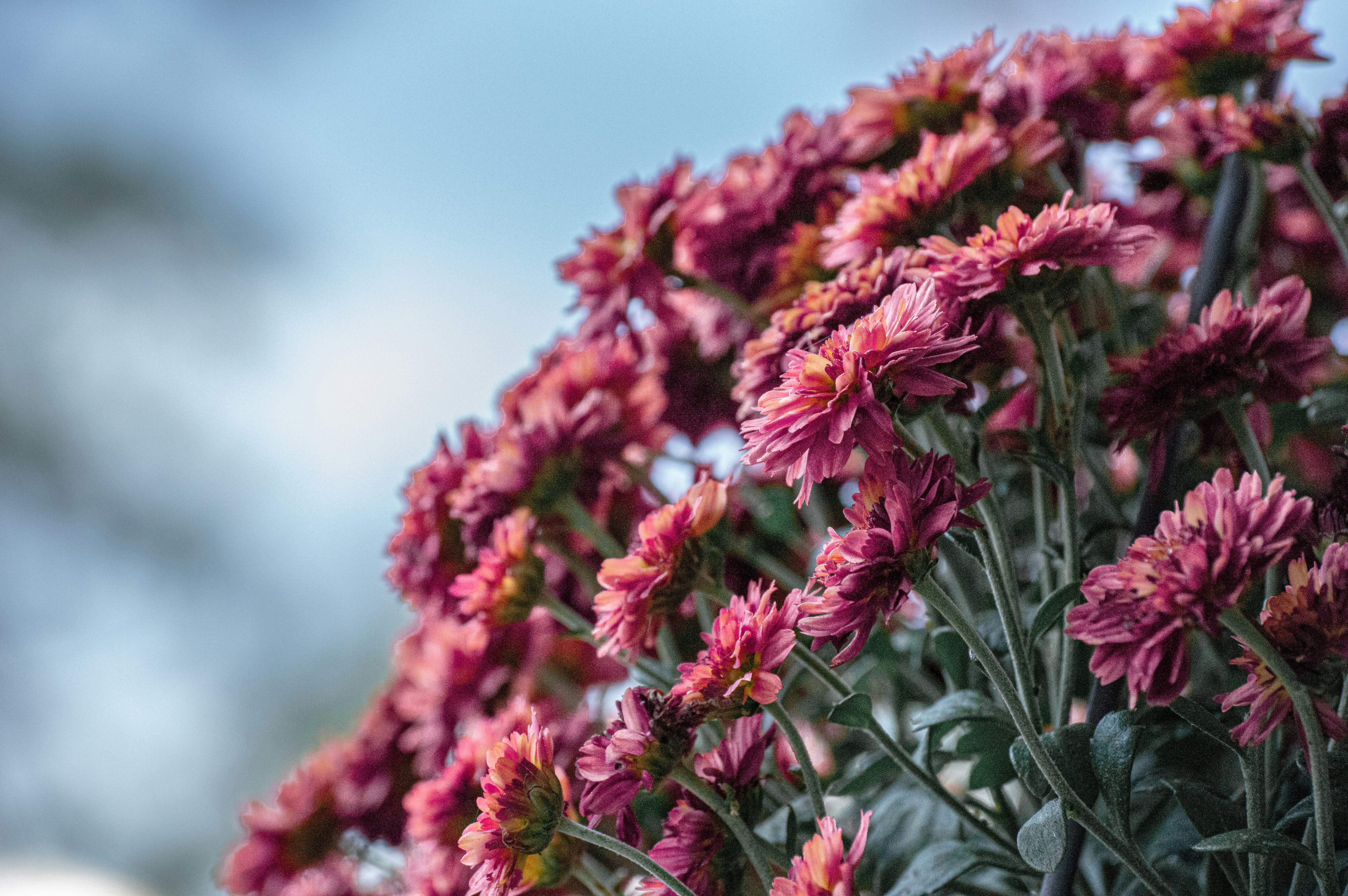 Blossoms in the Breeze