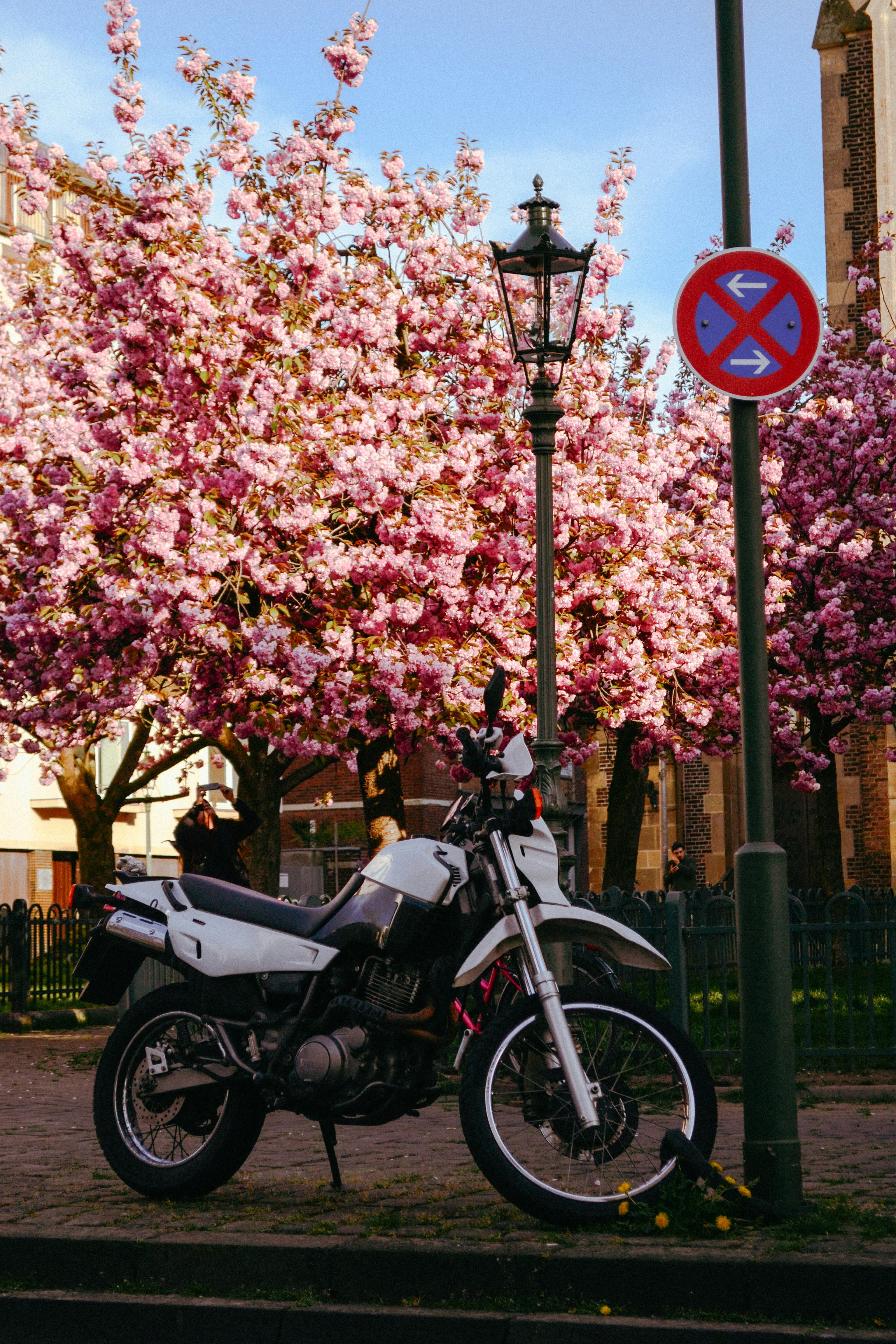 Chrome and Petals: motorcycle poised beneath pink cherry blossoms
