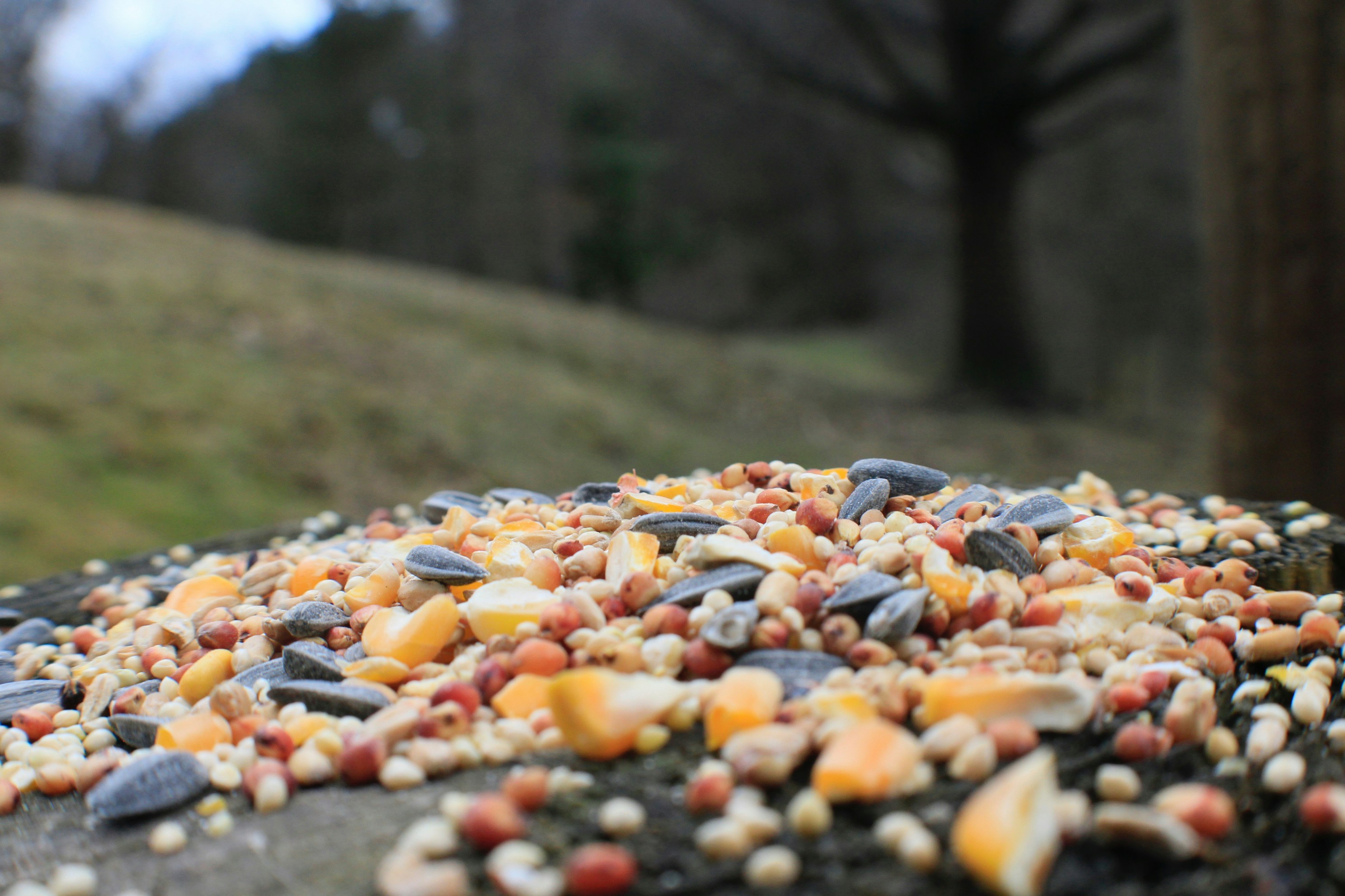 Seed Palette on a Park Surface: A Macro Close-Up