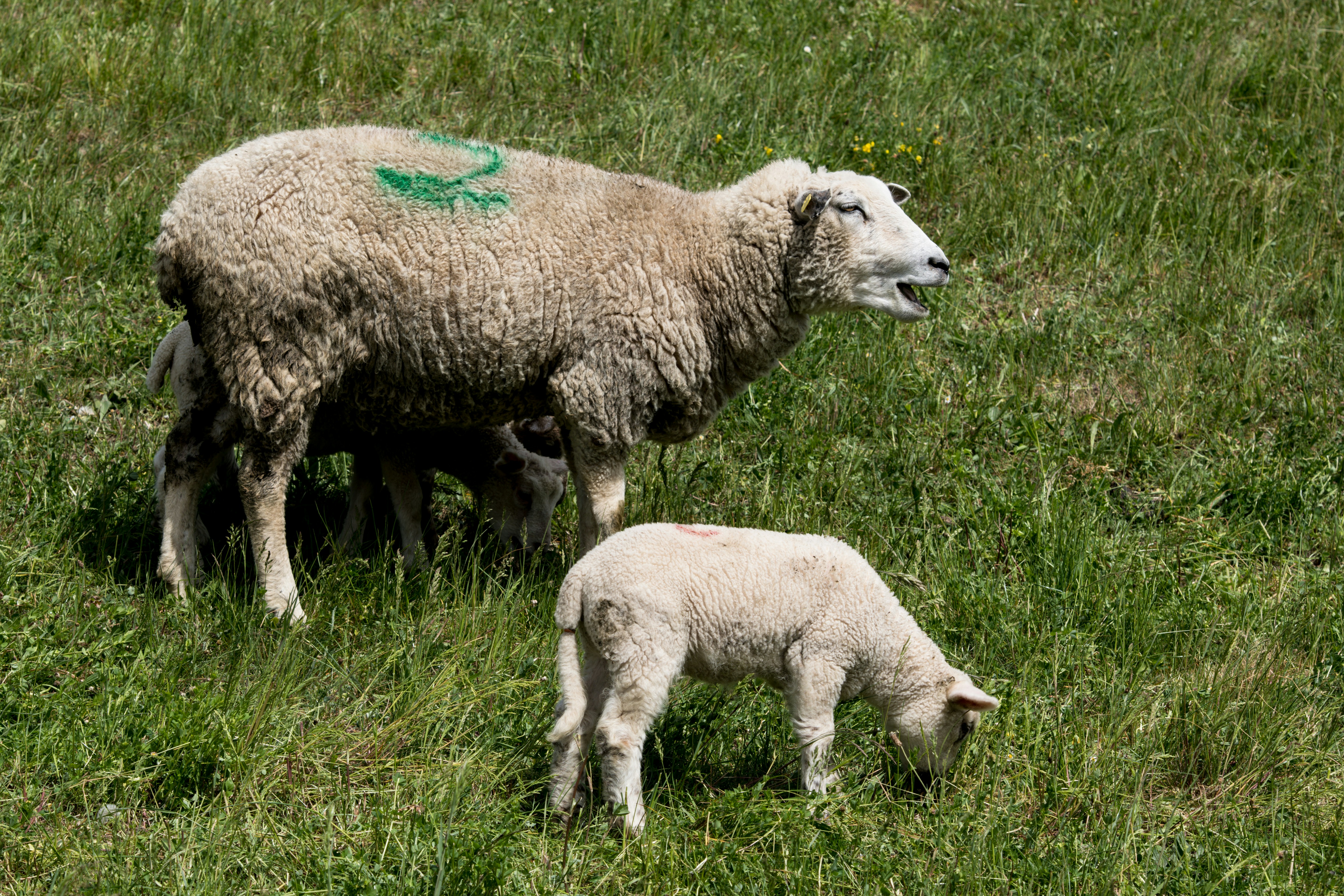 Nurturing Moments in Pastoral Serenity
