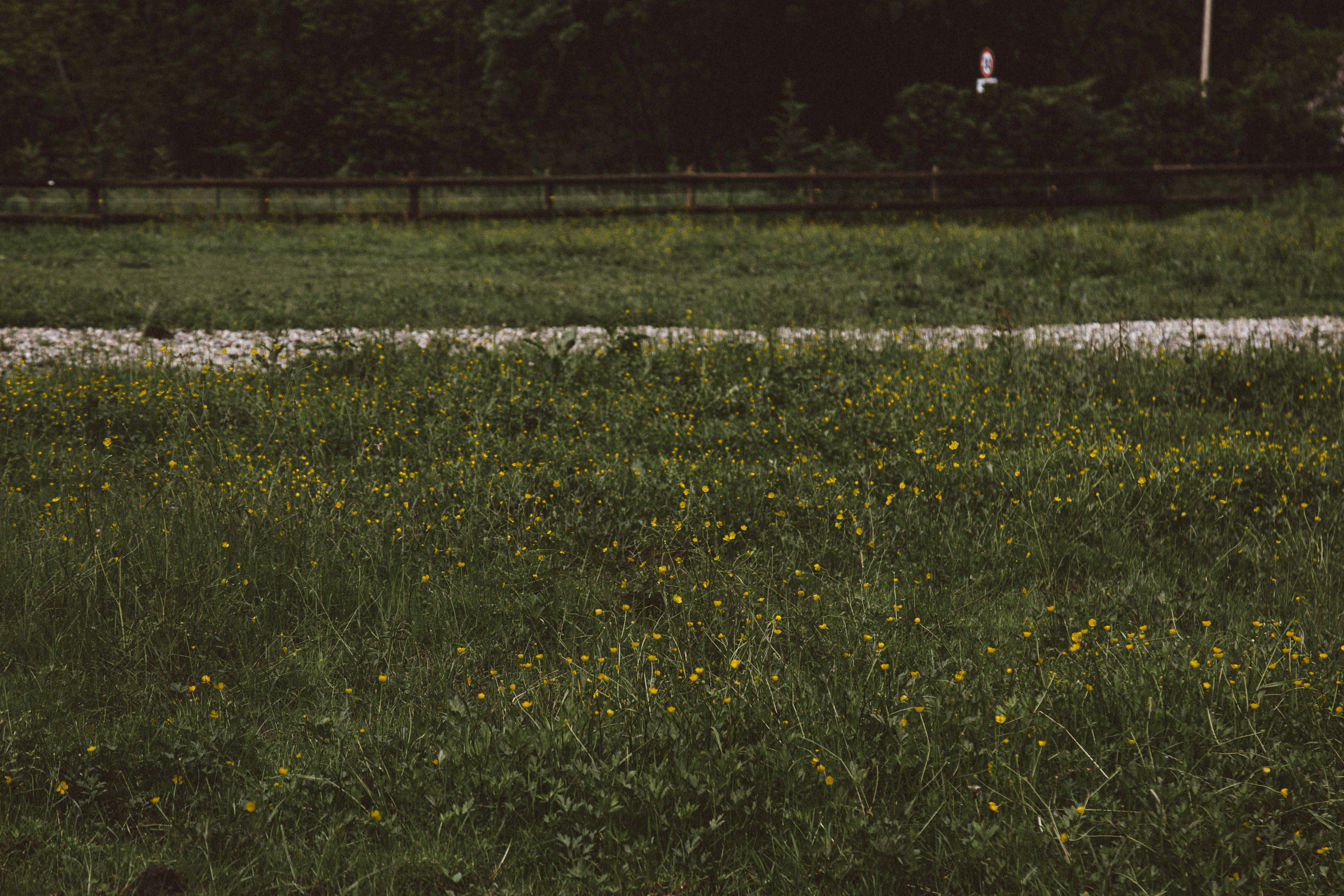 💛 Follow my journey on Instagram: @i_am_simoesse | Fields of green and yellow flowers fill the frame.