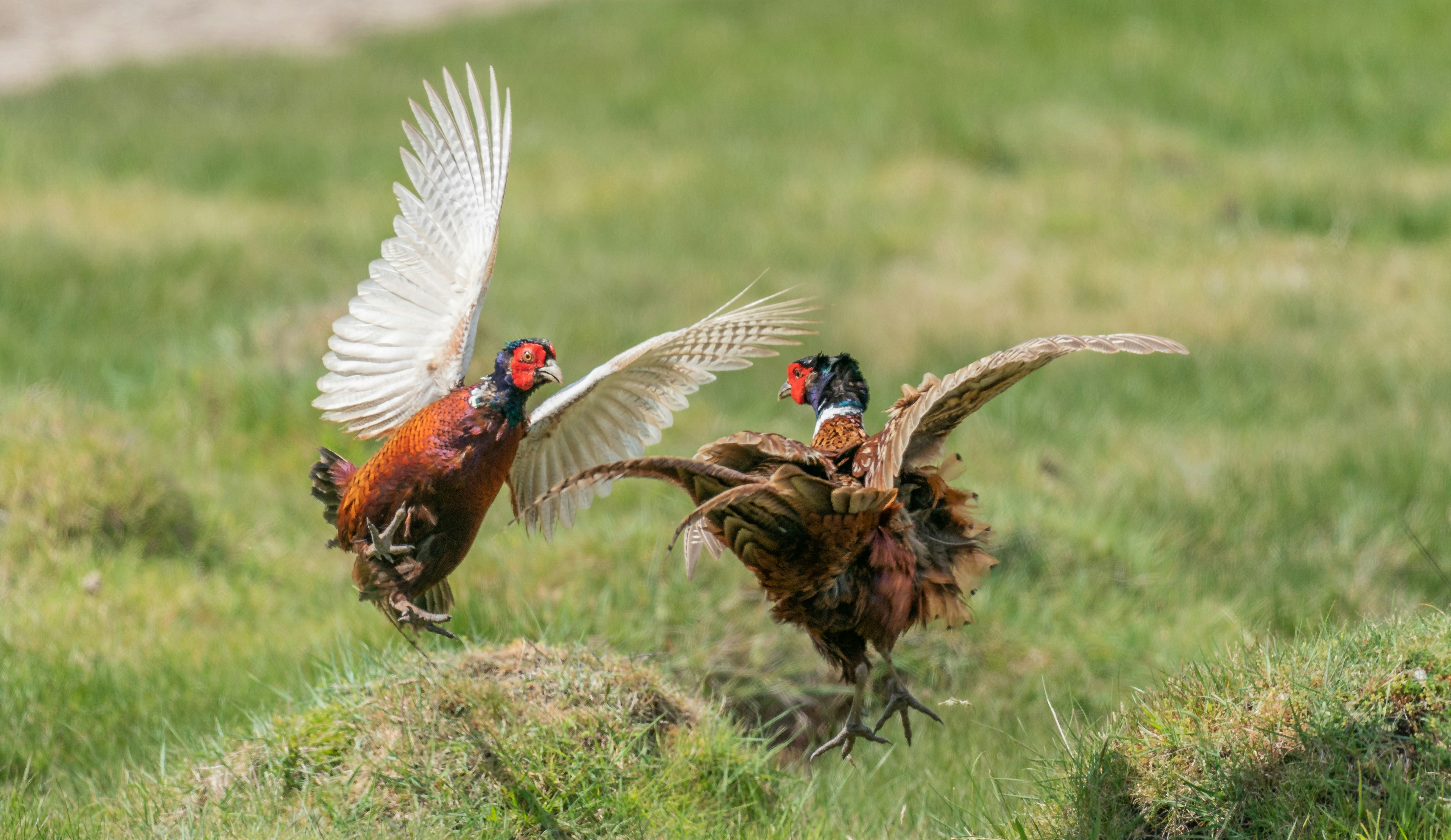 Midair Showdown: Rival Red Grouse With Wings Splayed in Grassland Skirmish