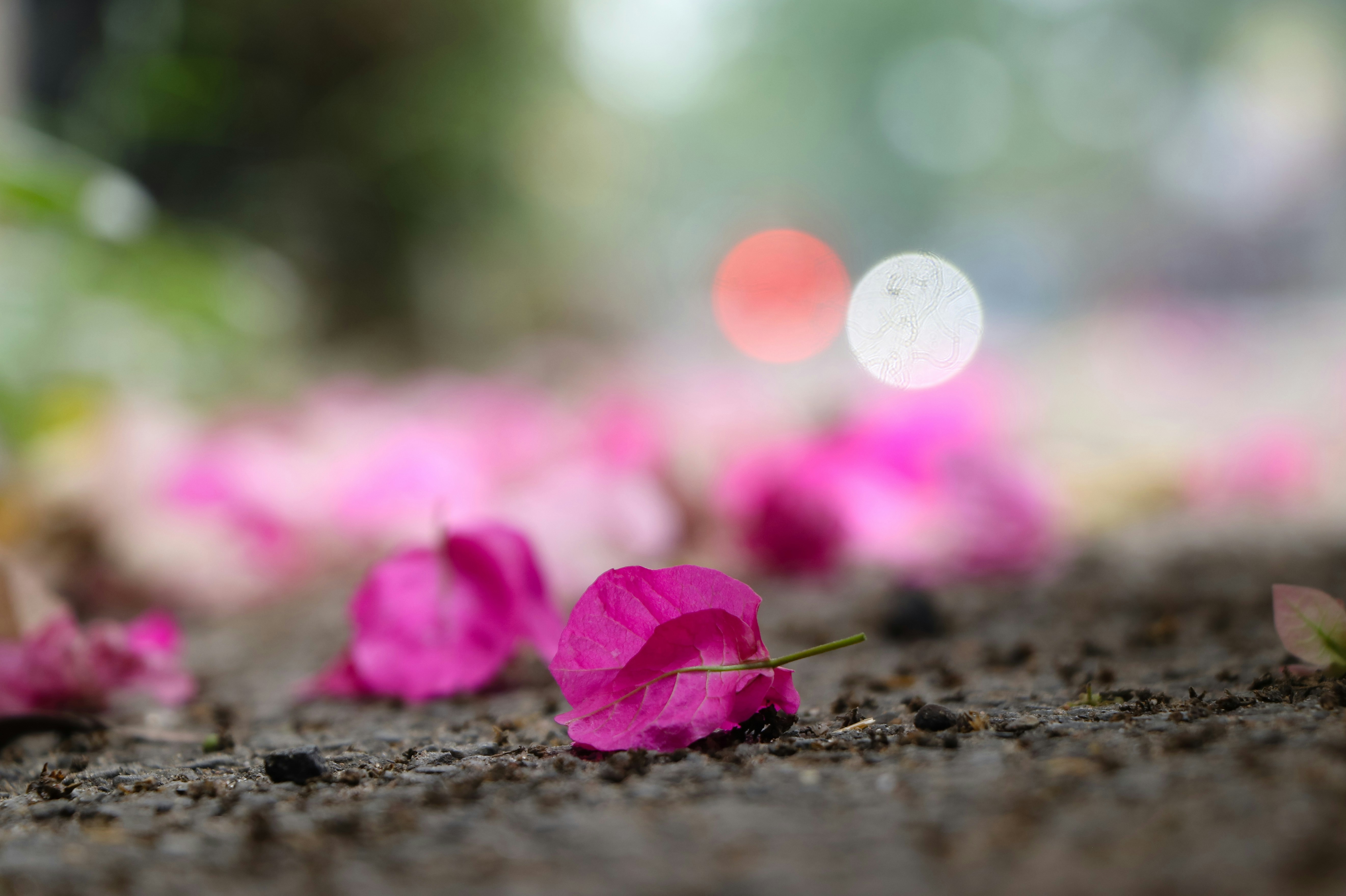 Petals on the Path: A Close-Up Moment in Soft Focus