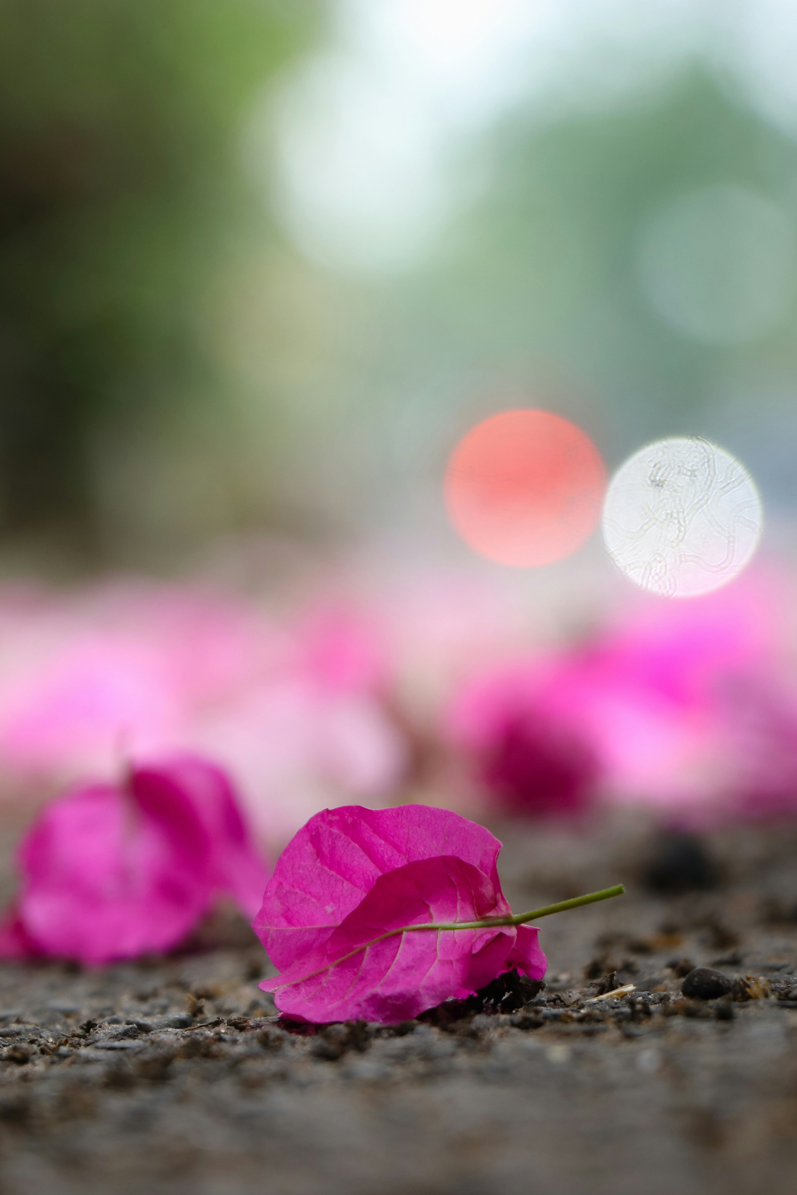 Pink Petals on Damp Gravel with Soft Bokeh Orbs