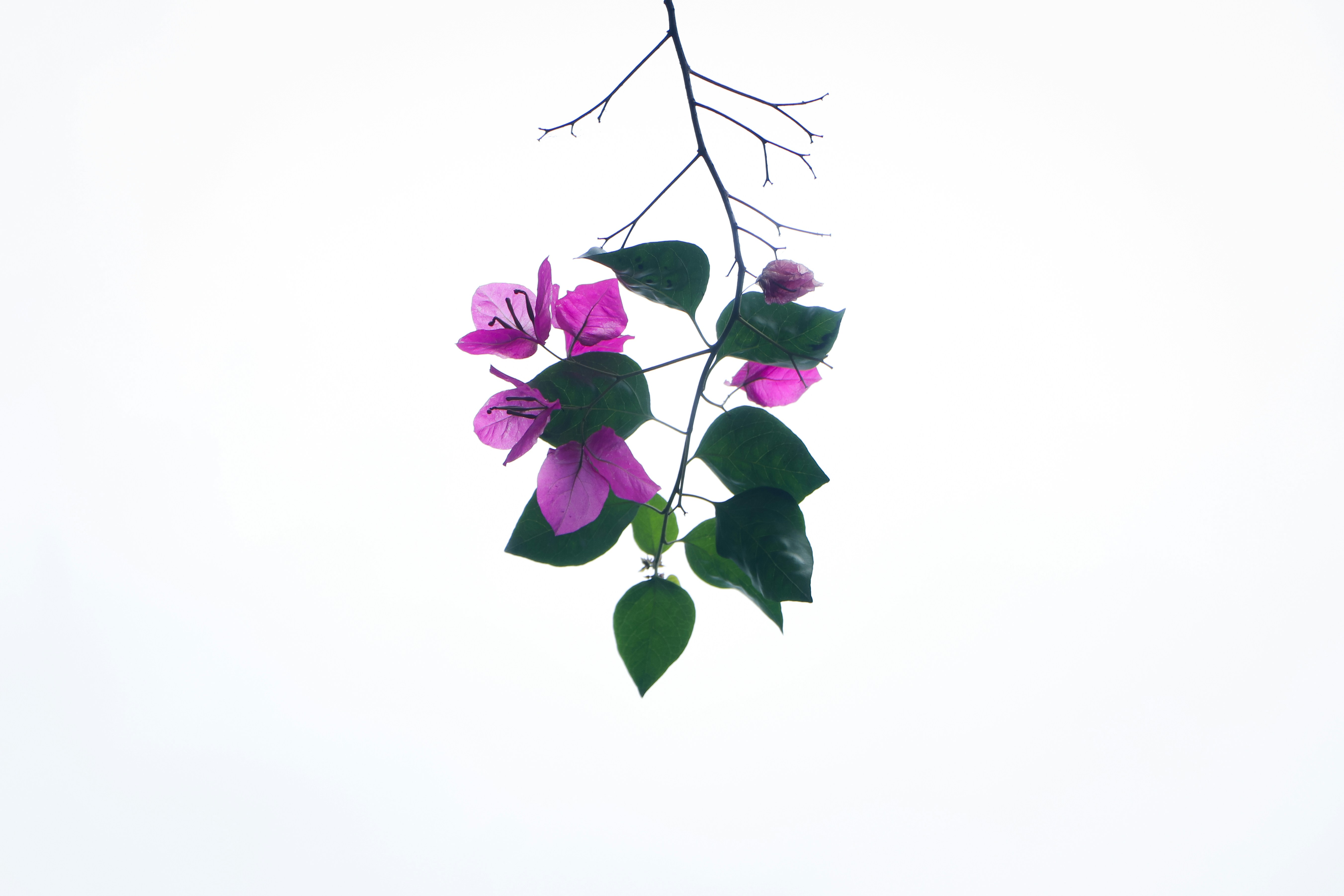 Dangling Bougainvillea: a delicate pink cluster against a pale sky