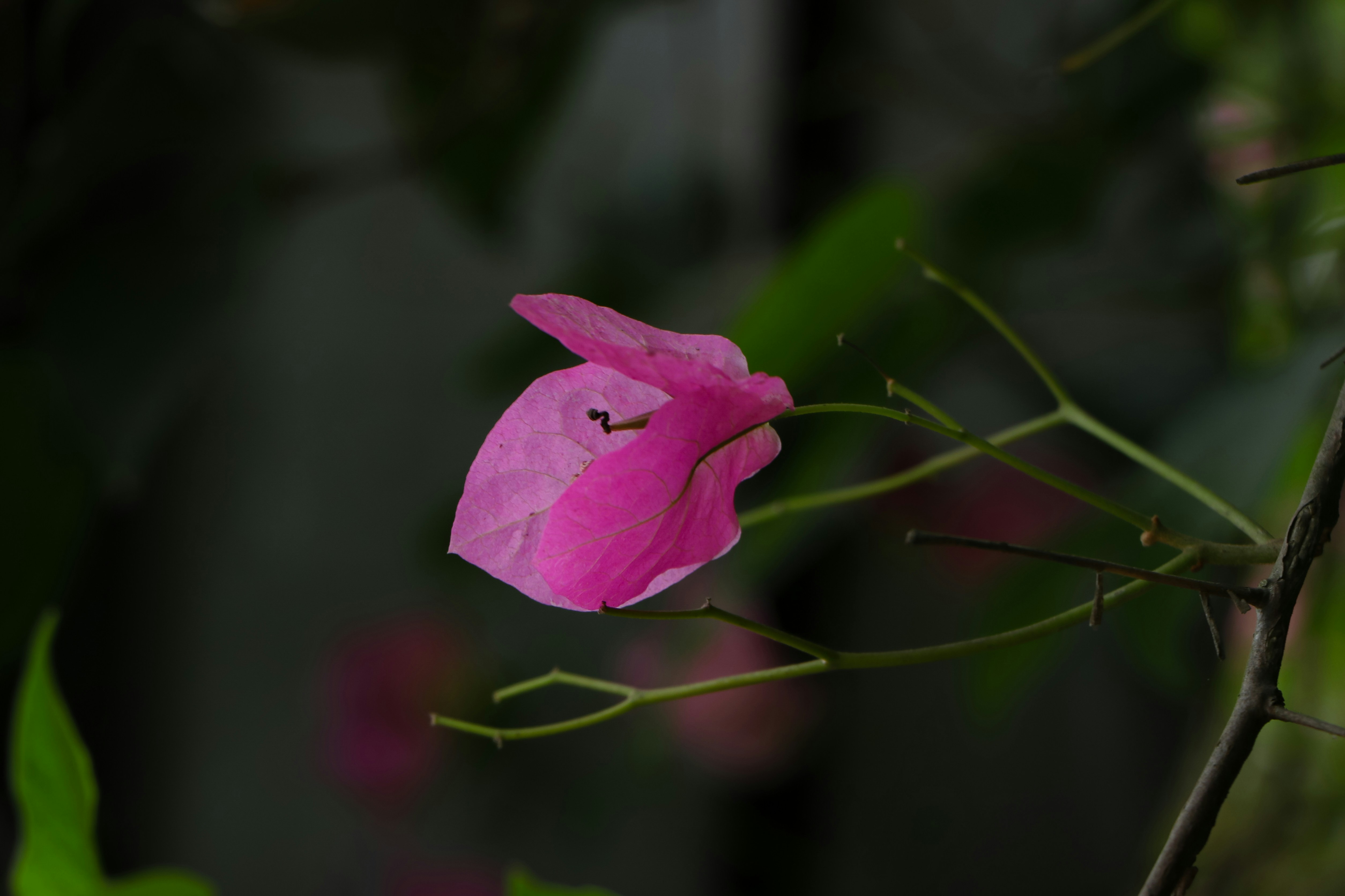 Petal in Focus: A Pink Bloom Against Velvet Shadows