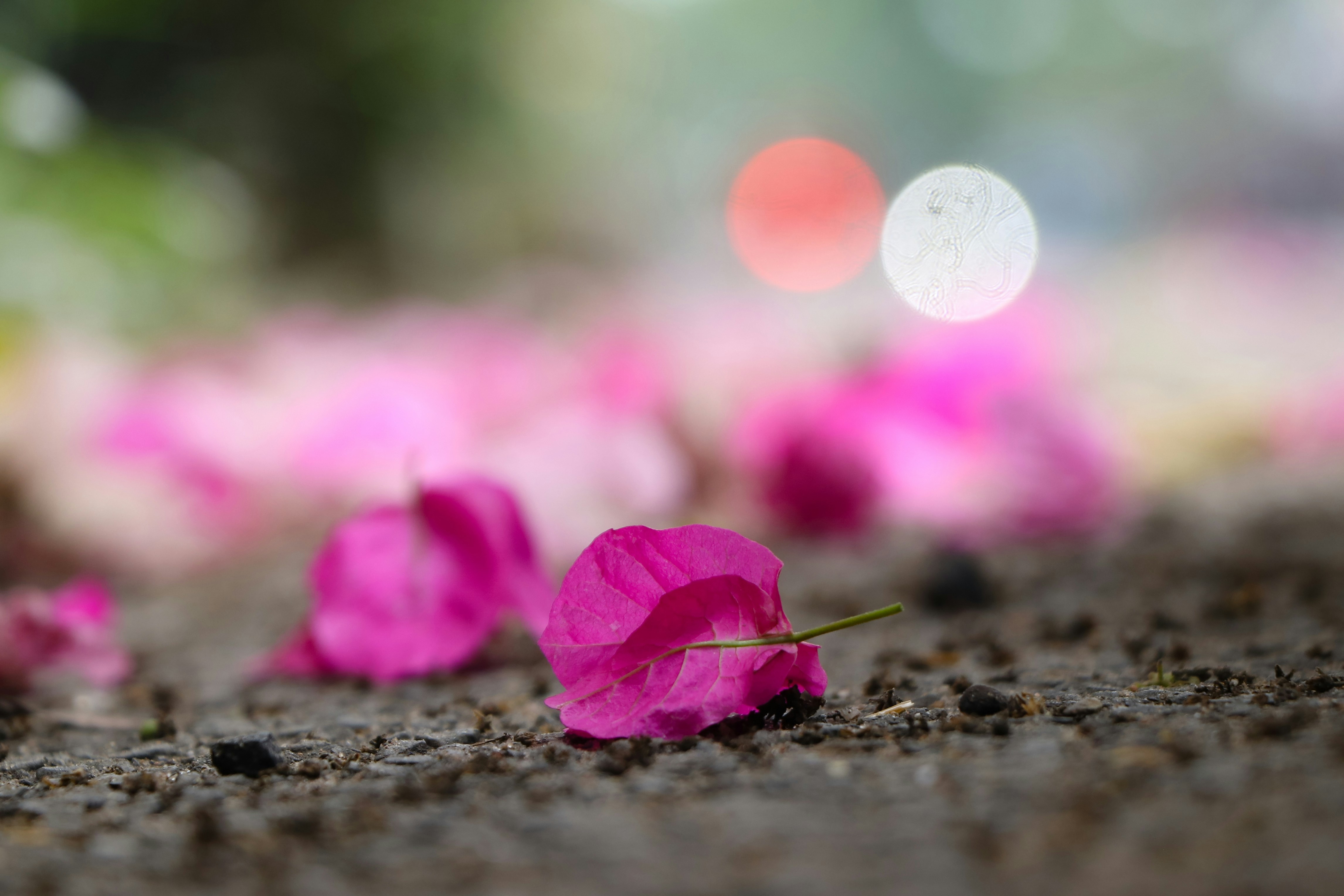Petal on the Path: a Blur of Color and Ground Texture