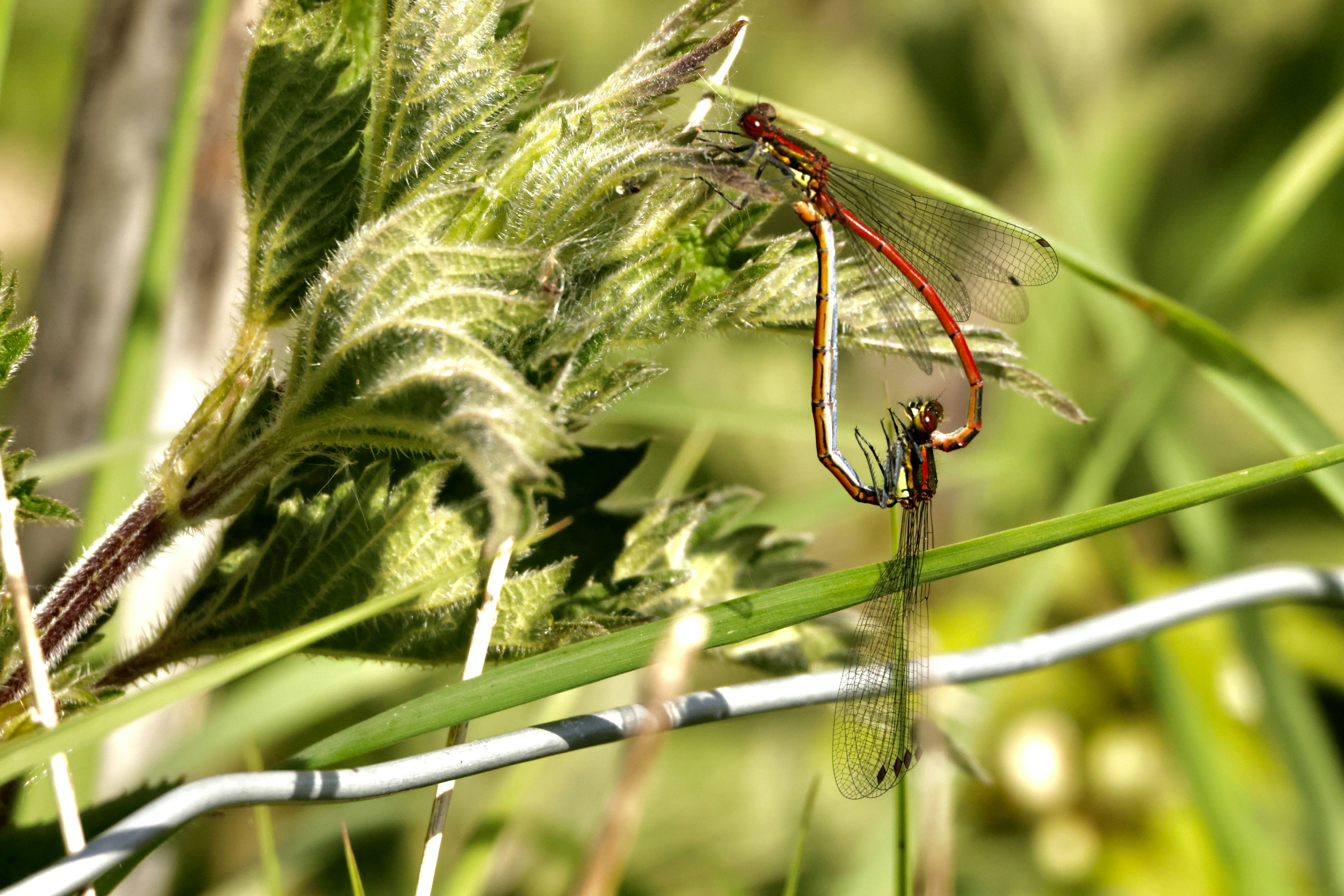 Crimson Skimmer at the Wire: A Dragonfly Amid Green Threads