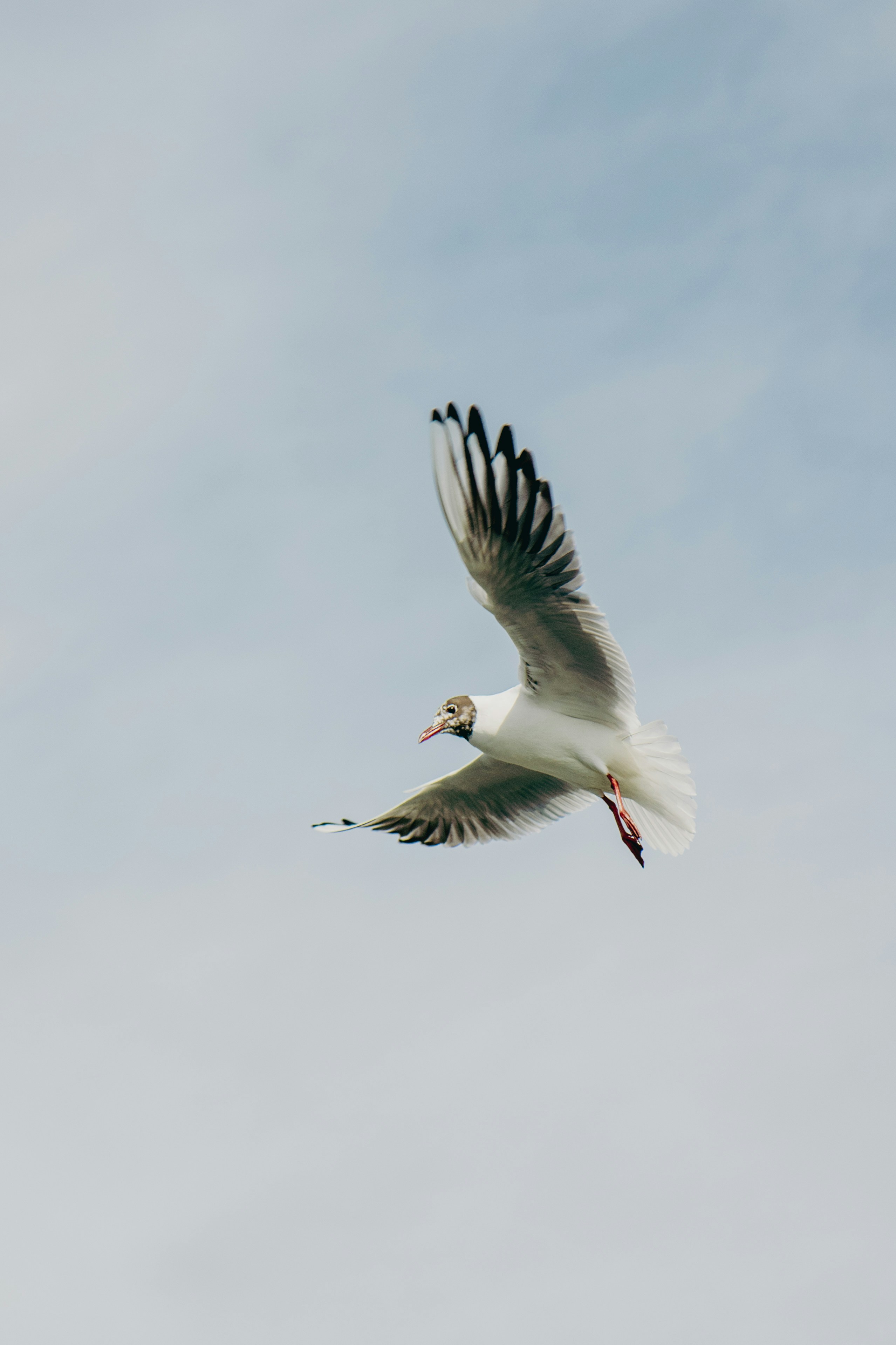 Seagull gracefully gliding through a clear sky, wings outstretched in mid-flight.