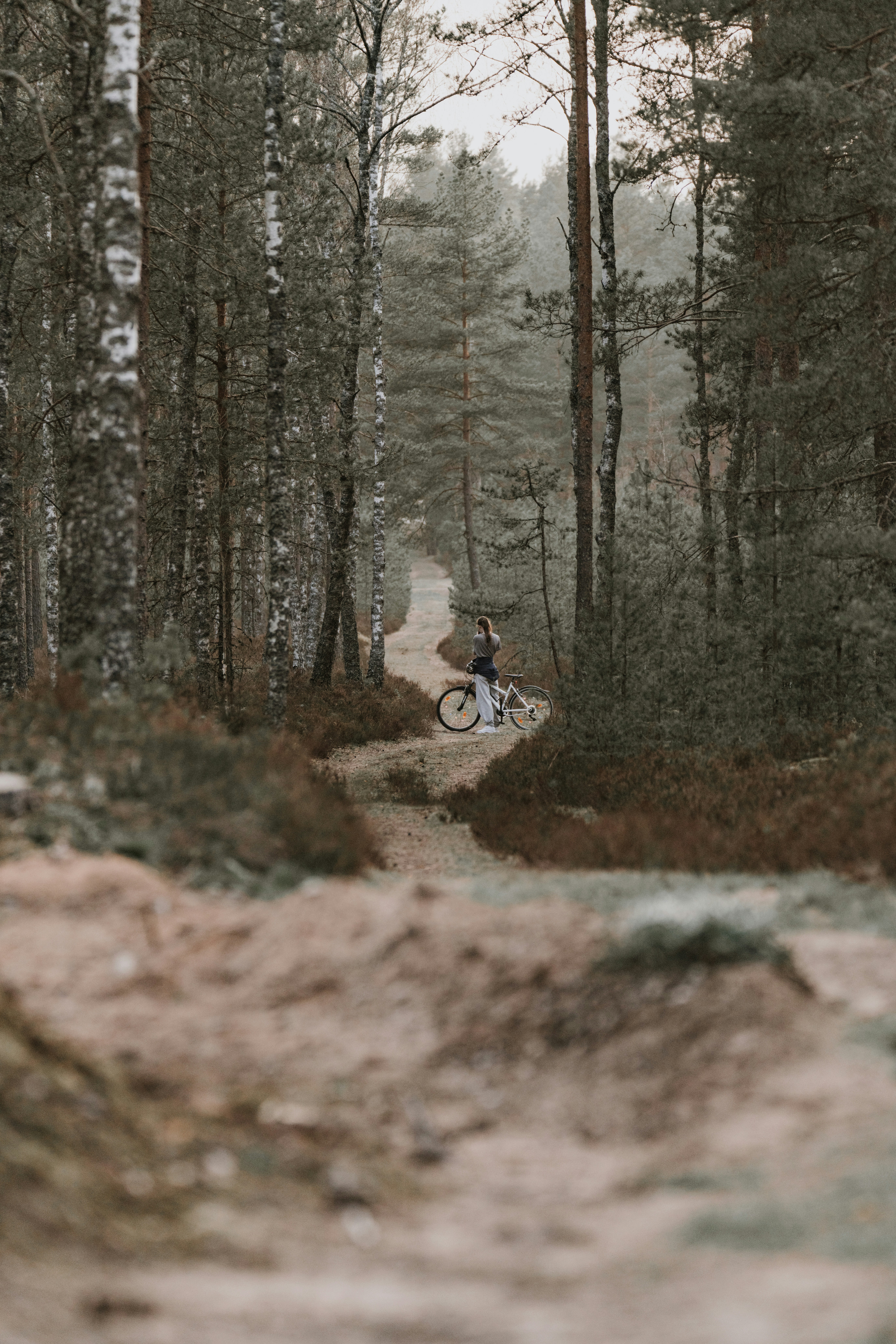 A cyclist pauses on a winding forest path, surrounded by tall trees and soft underbrush. The tranquil scene invites exploration.