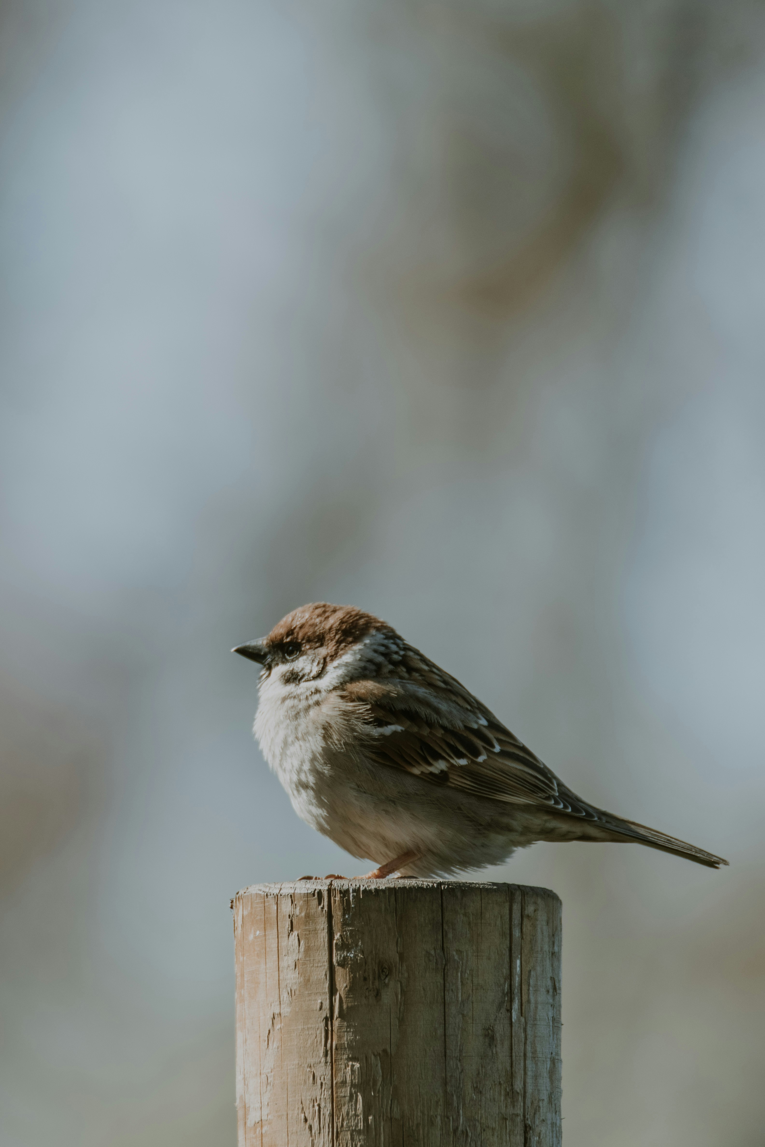 Photo by Anita Austvika with Nikon D850