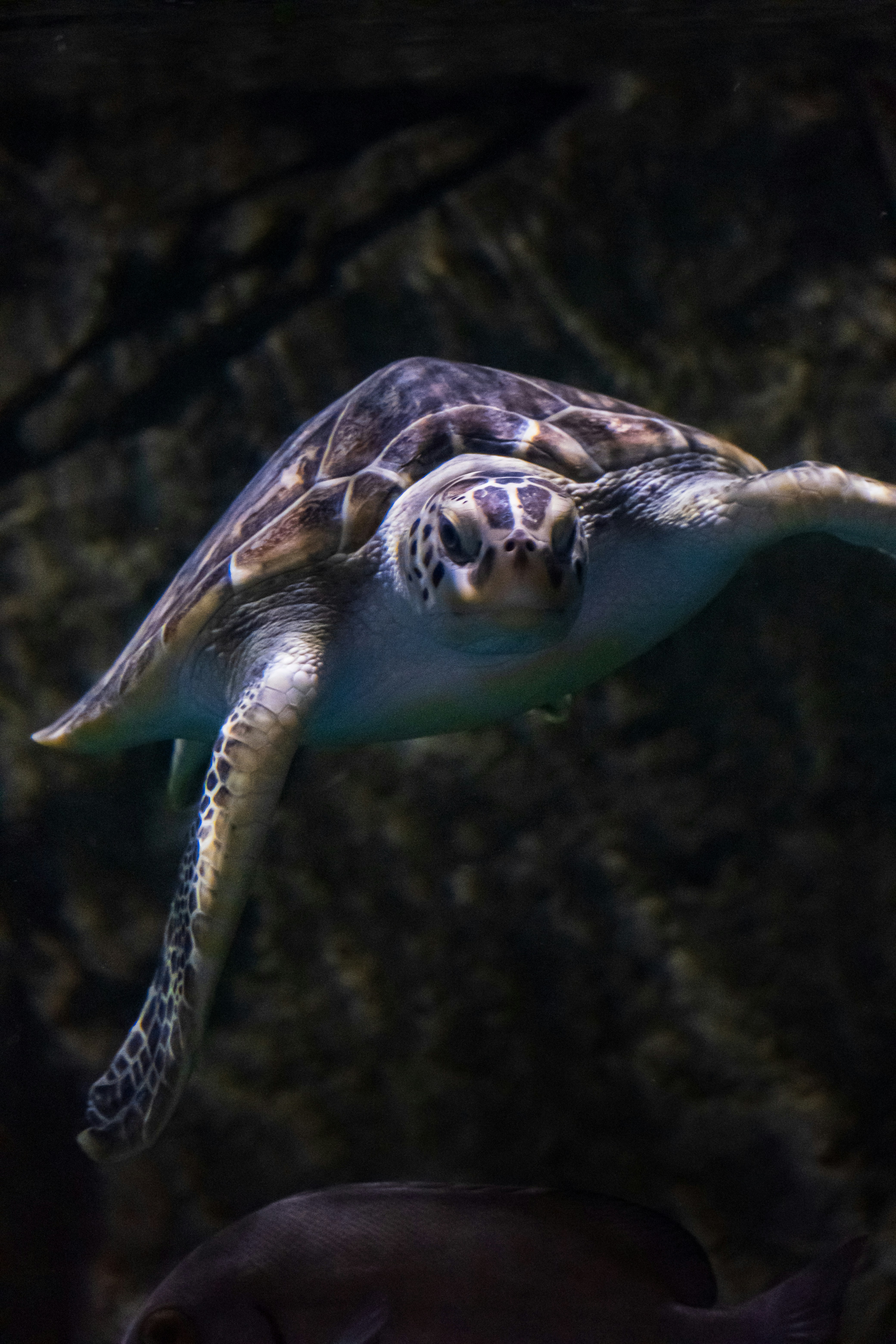 A sea turtle swims towards the camera underwater. photo – Free Aquarium ...