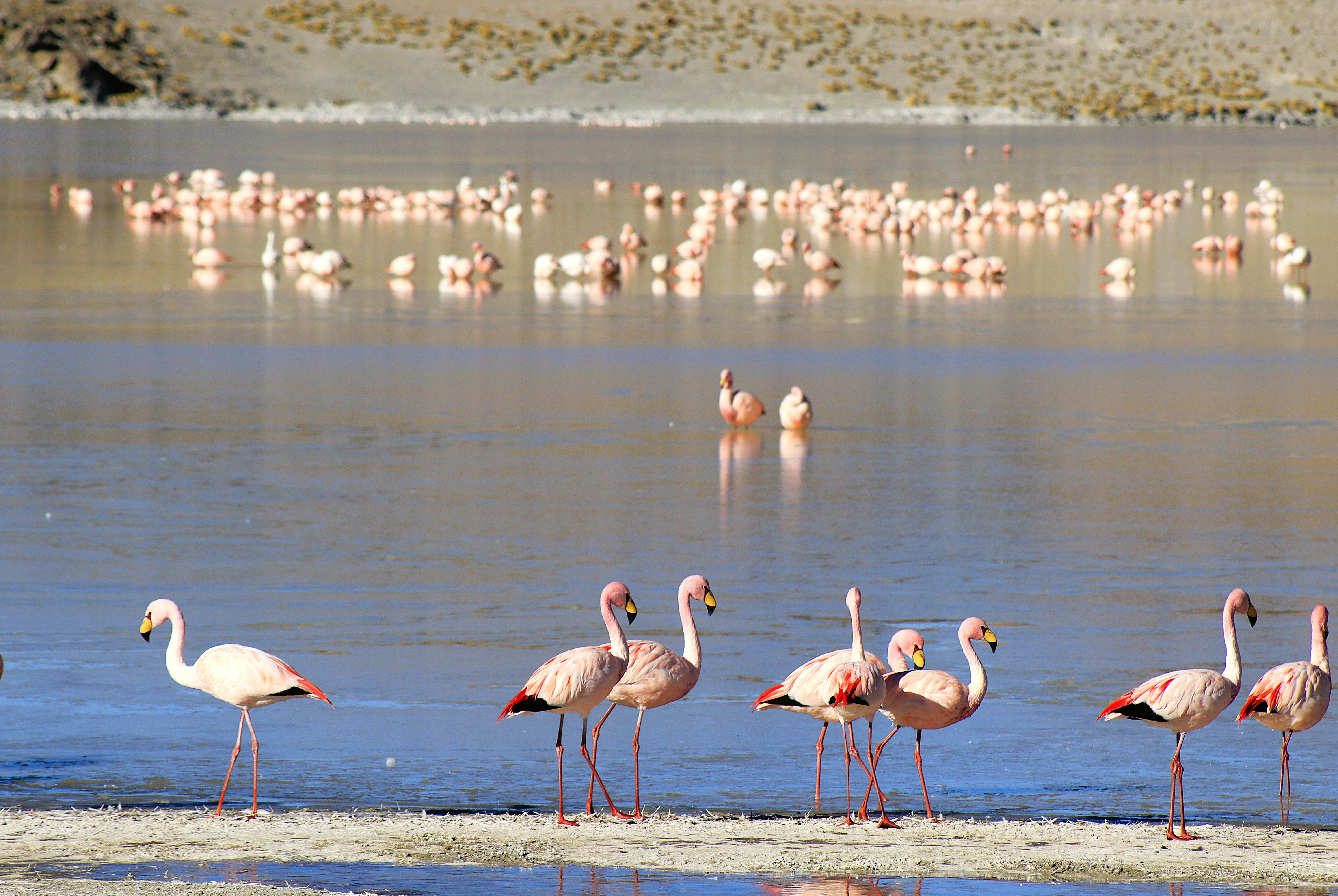 Flamingos wade in a serene lagoon, with a large flock in the background.