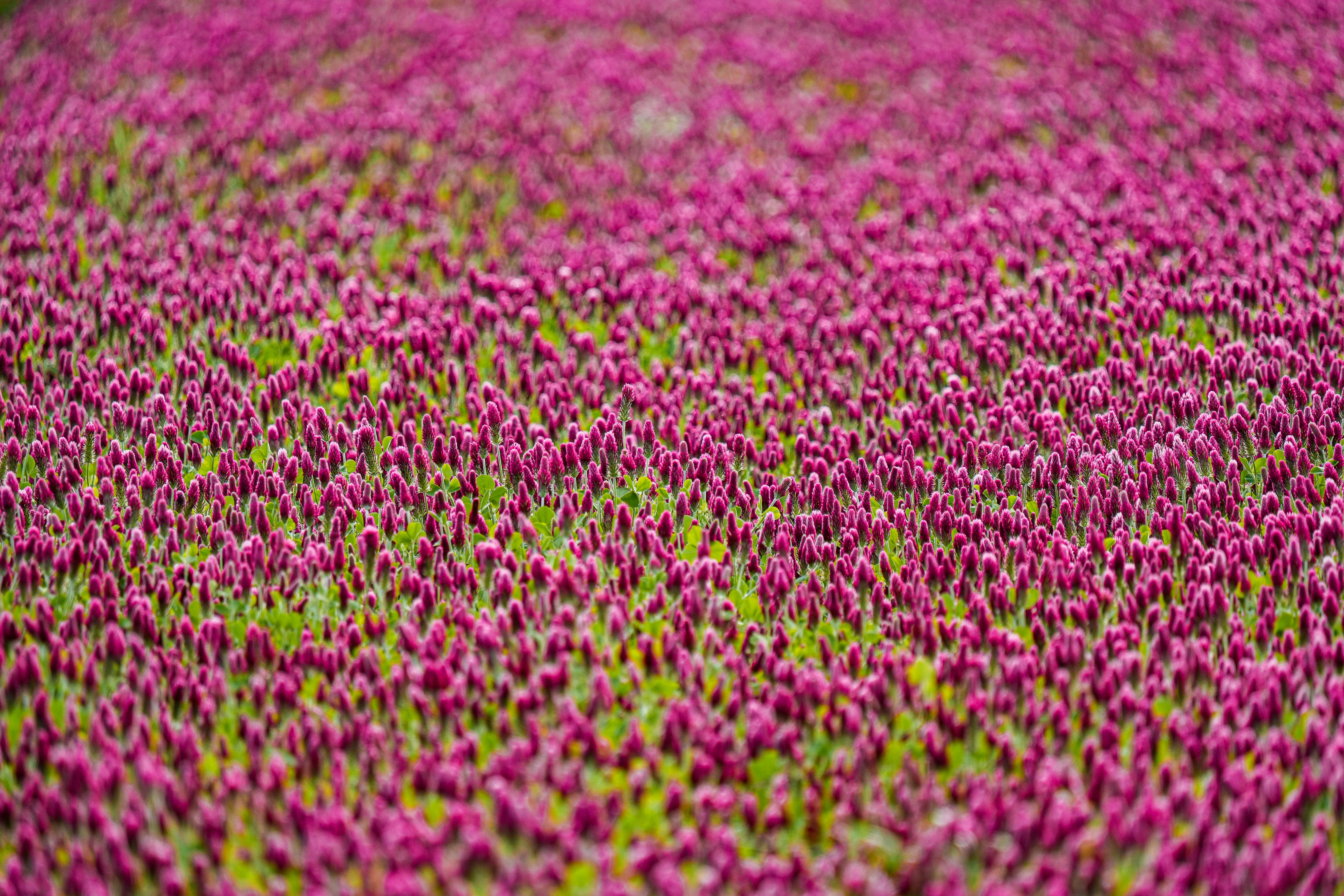 A Sea of Magenta Buds: Field of Blooming Tulips at Dusk