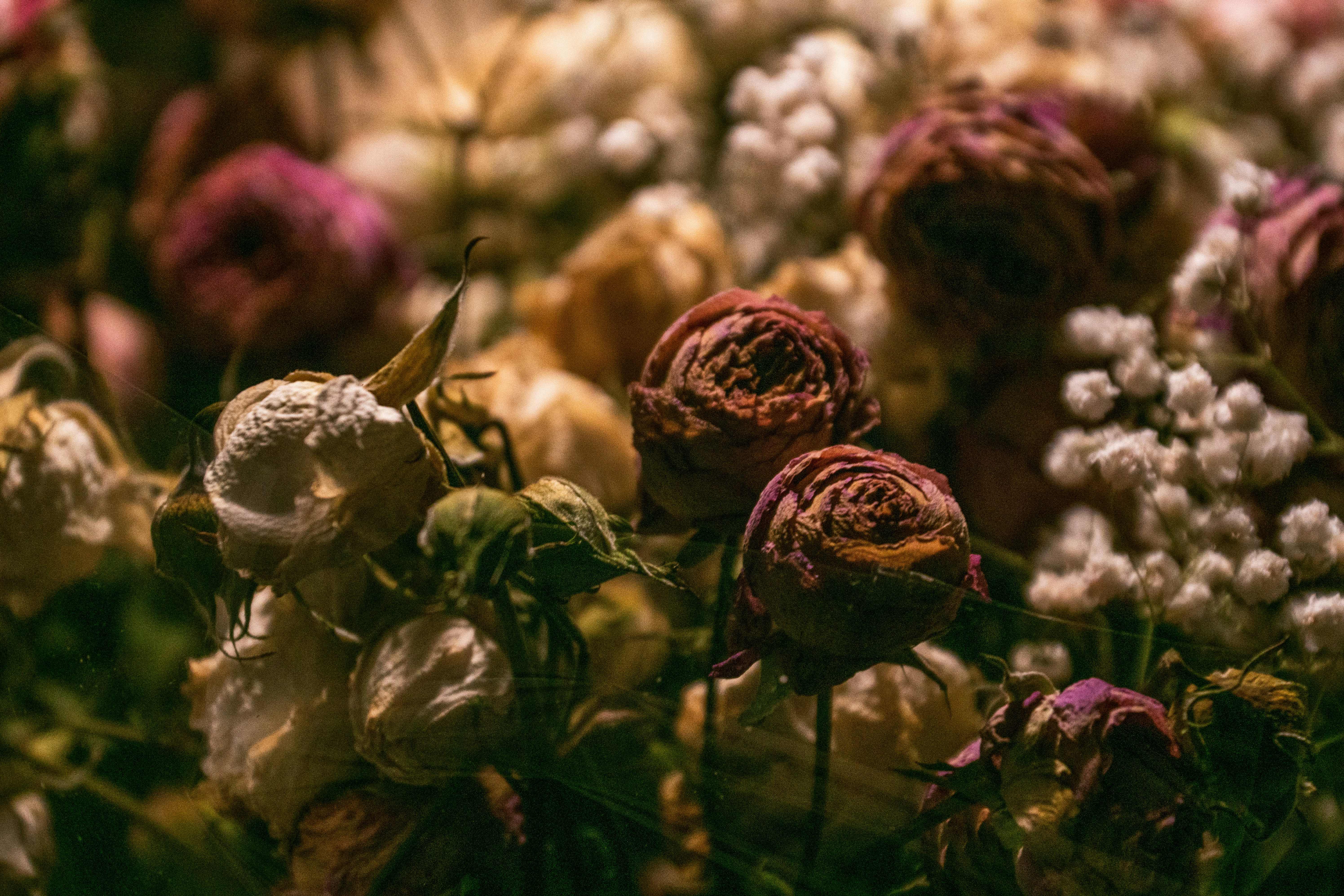 Rose flowers in a garden, arranged in a dark-style floral composition.