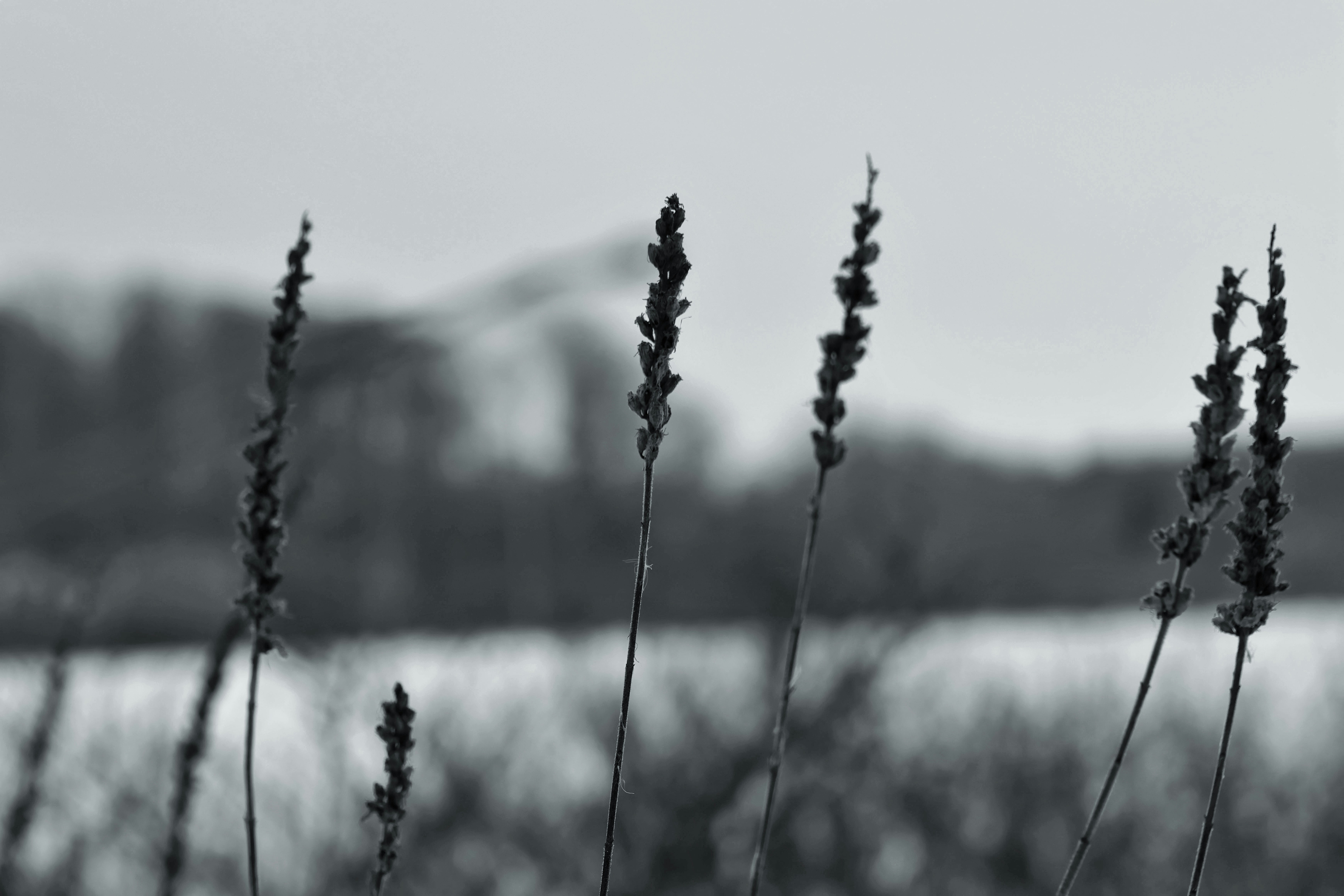 Black and White Close-Up of Dried Lavender Stems | Tall grass silhouetted against a grey background.
